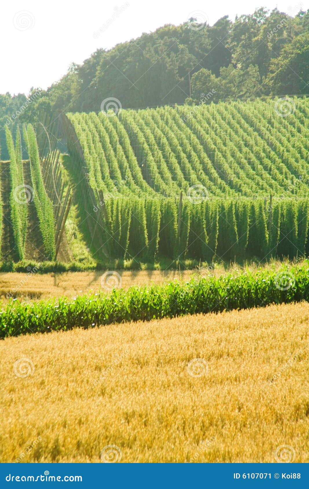 Field of Hops stock image. Image of food, german, summer - 6107071