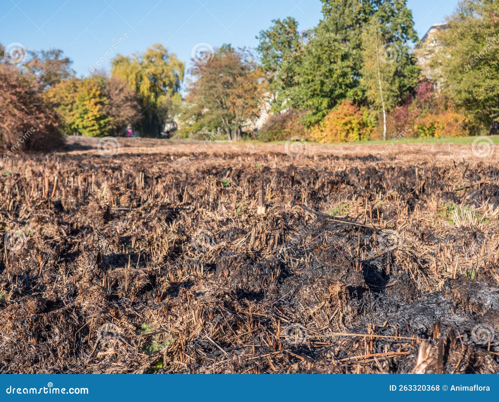 Field with Horse Manure for Recycling Stock Photo - Image of cattle ...