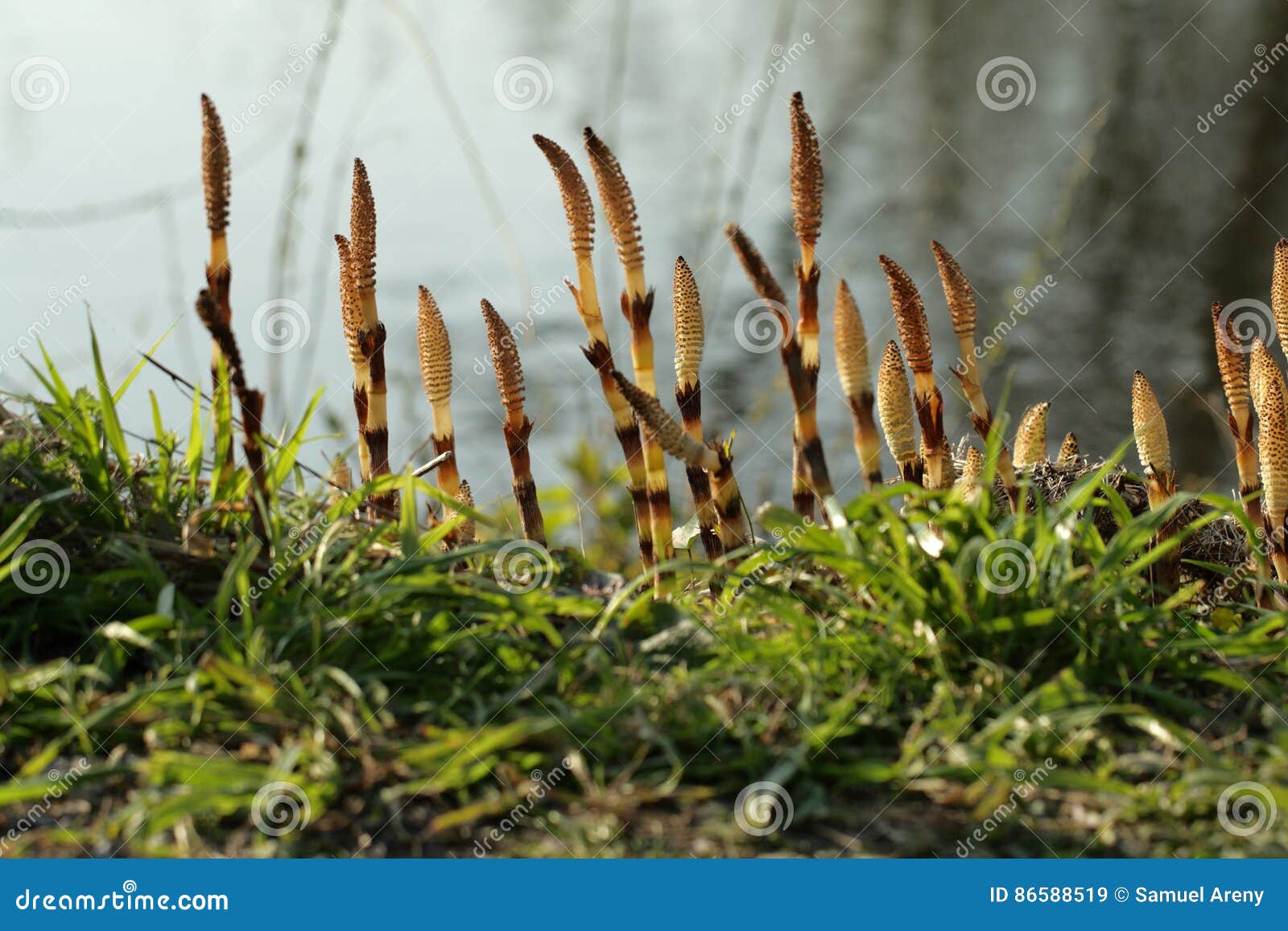 Field horsetail stock image. Image of equisetophyta, arthrophyta - 86588519