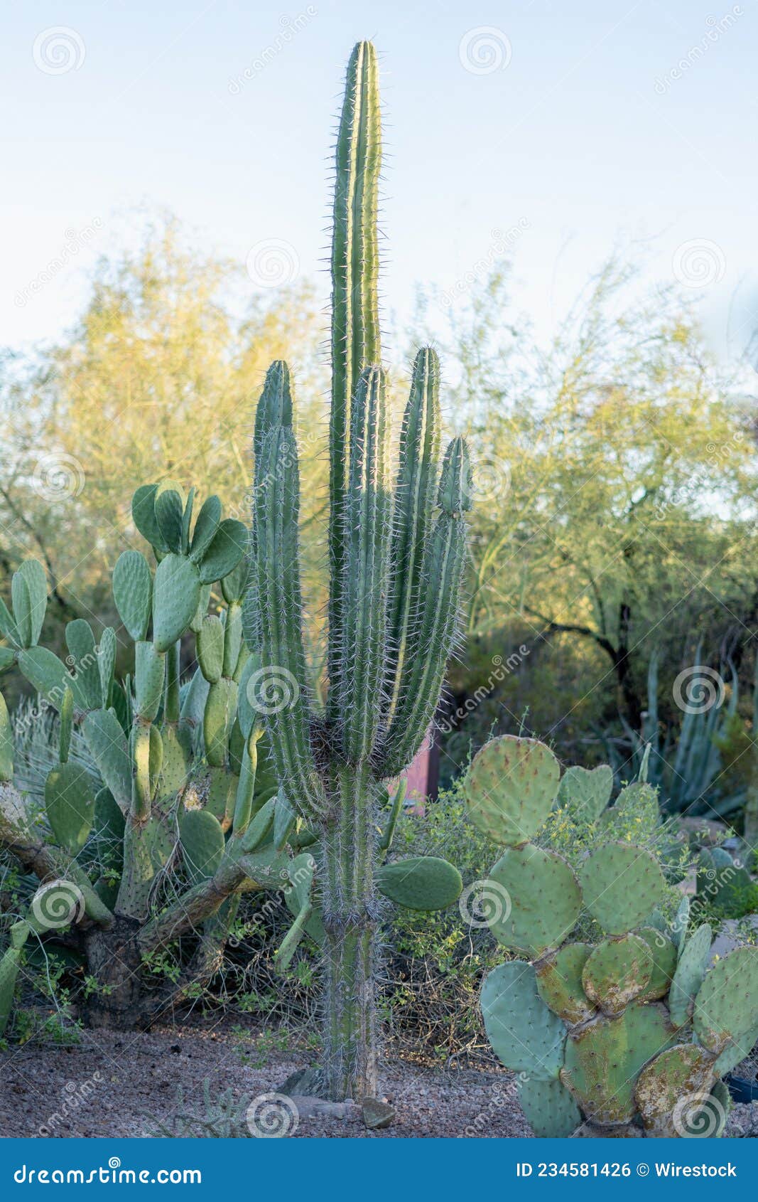 Field of a Huge Cactus in a Botanical Garden Stock Photo - Image of ...