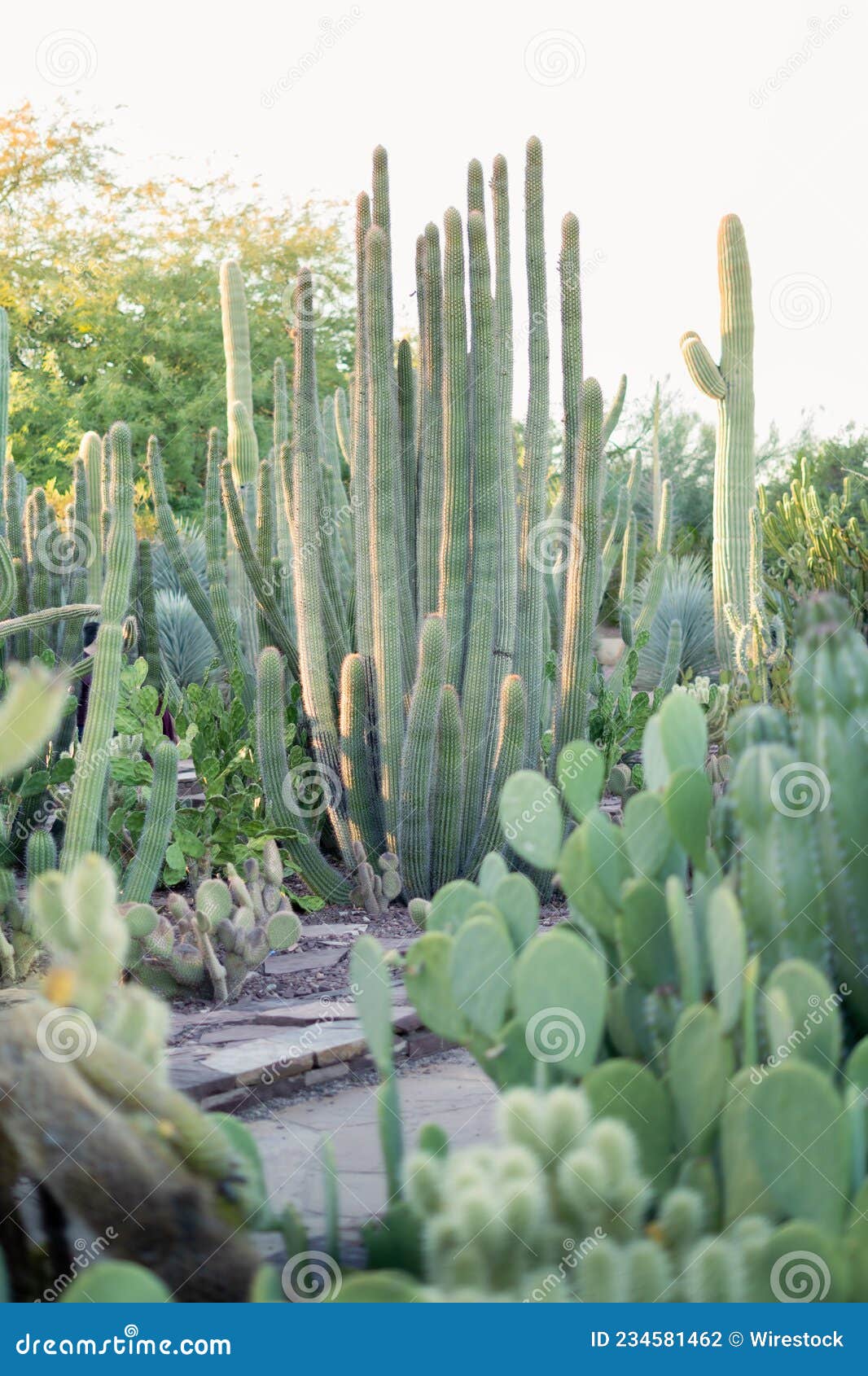 Field of a Huge Cactus in a Botanical Garden Stock Photo - Image of ...