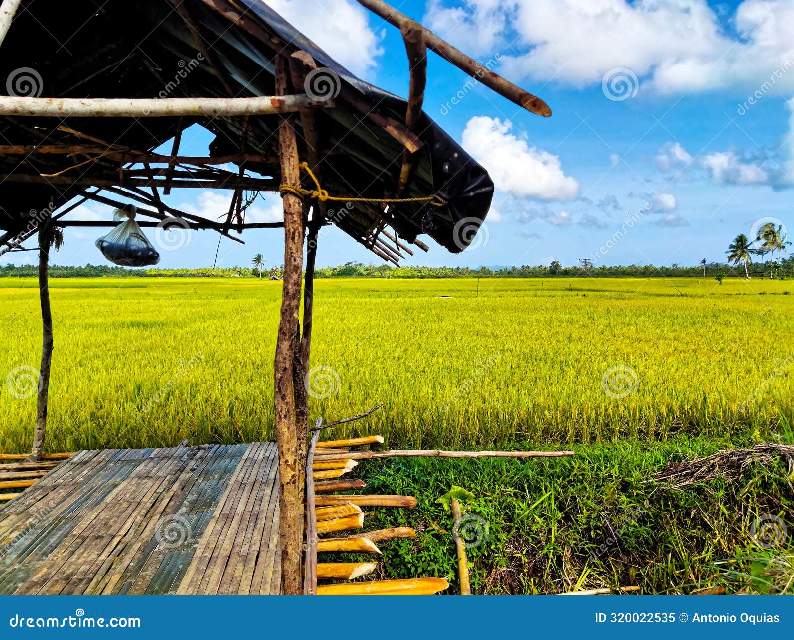 Field Hut stock image. Image of rice, paddock, asia - 320022535