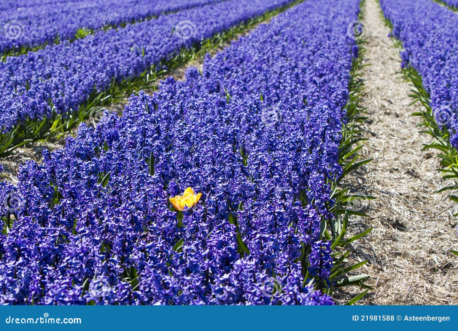 Field of Hyacinth flowers stock photo. Image of stand - 21981588