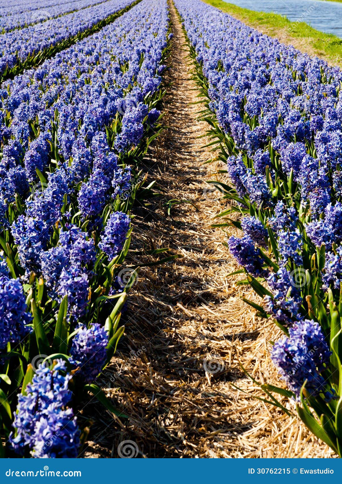 Field of hyacinth. stock image. Image of color, closeup - 30762215