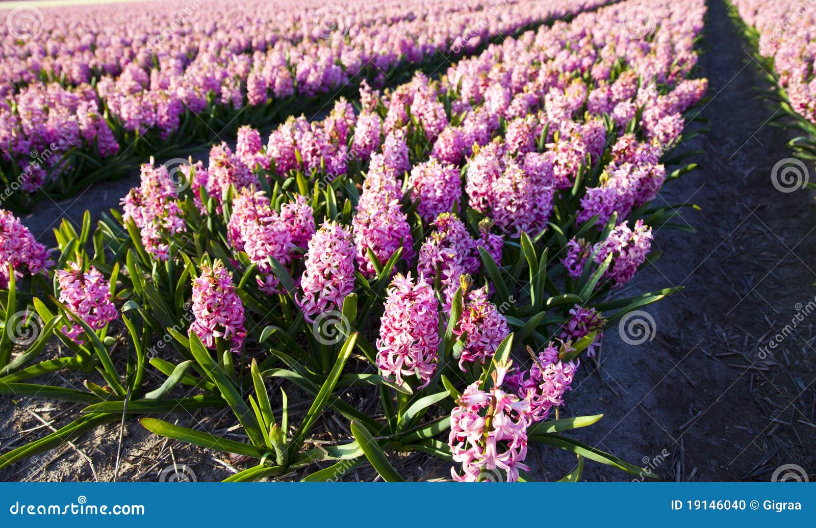 Field of hyacinths stock photo. Image of bulb, hyacinth - 19146040