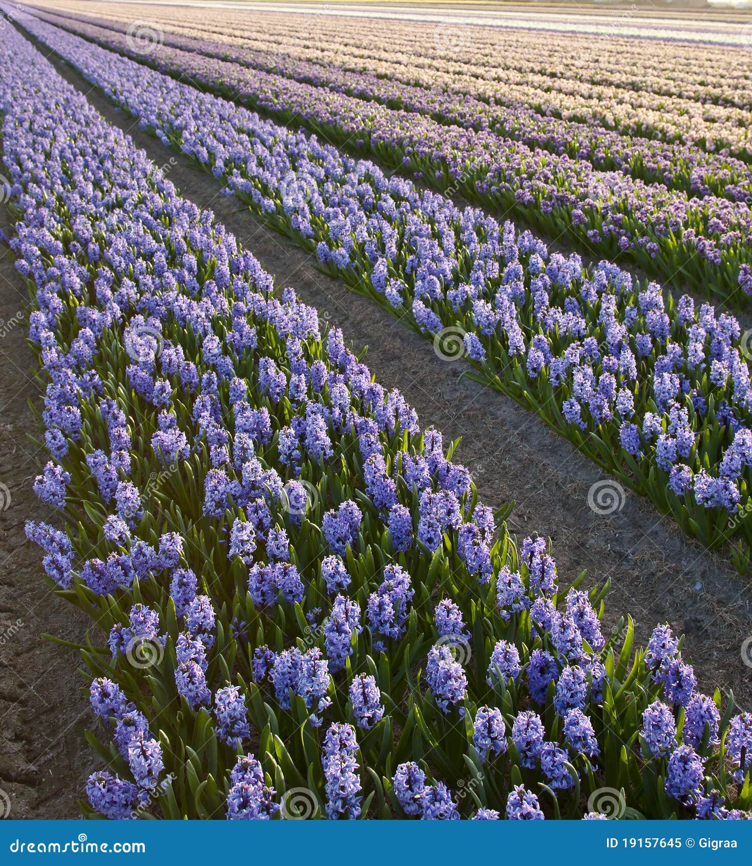 Field of hyacinths stock image. Image of growth, bunch - 19157645
