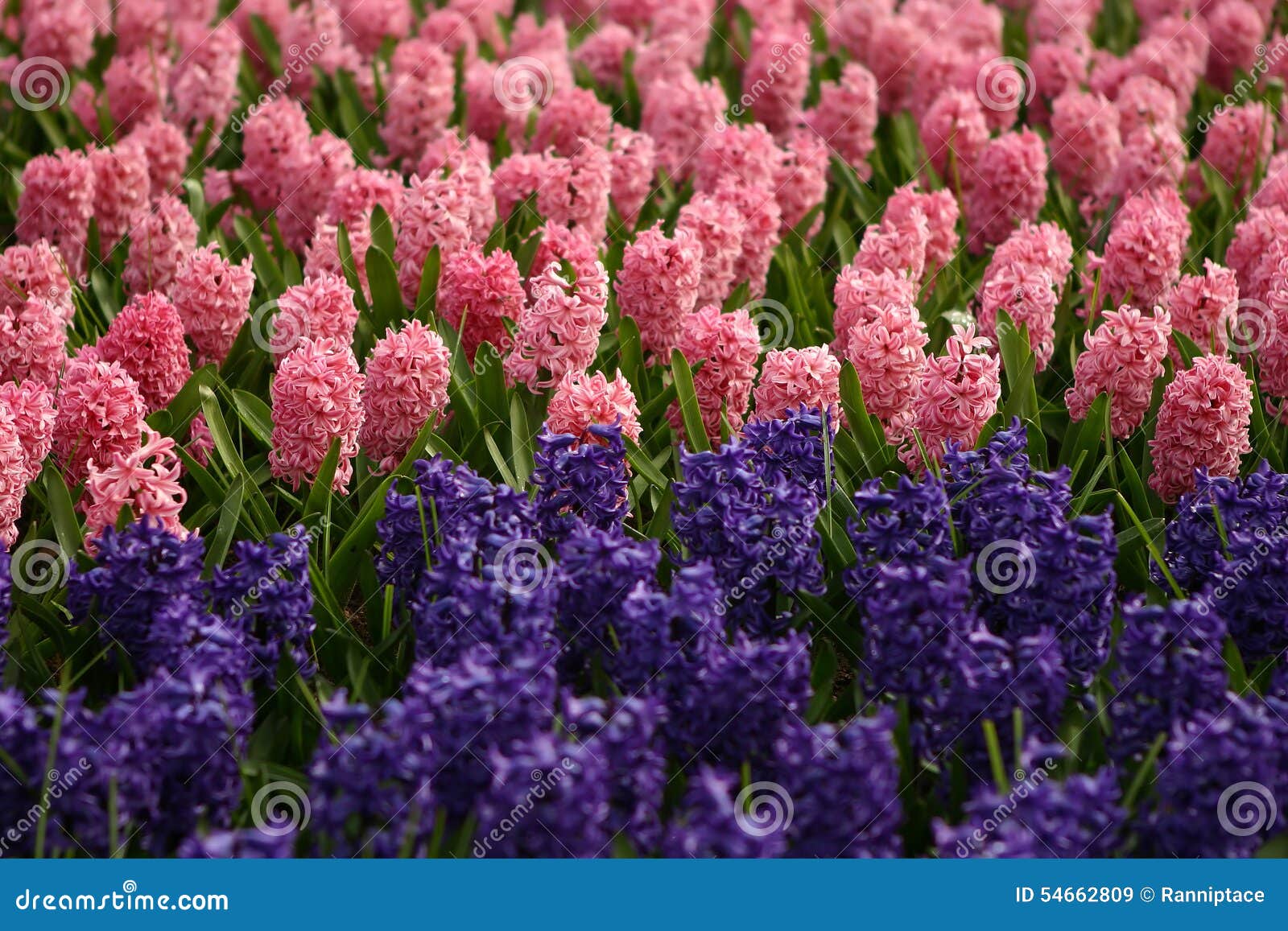 Field of Hyacinths stock image. Image of beautiful, easter - 54662809