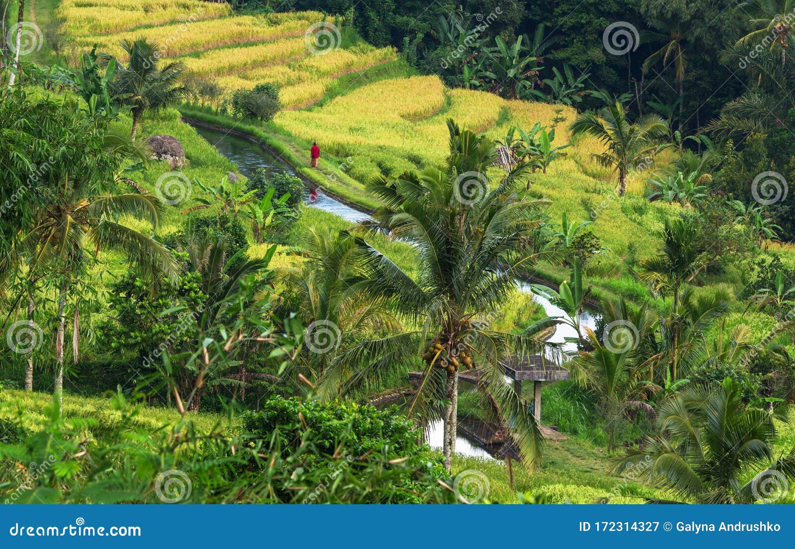Field in Indonesia stock image. Image of crops, fertile - 172314327