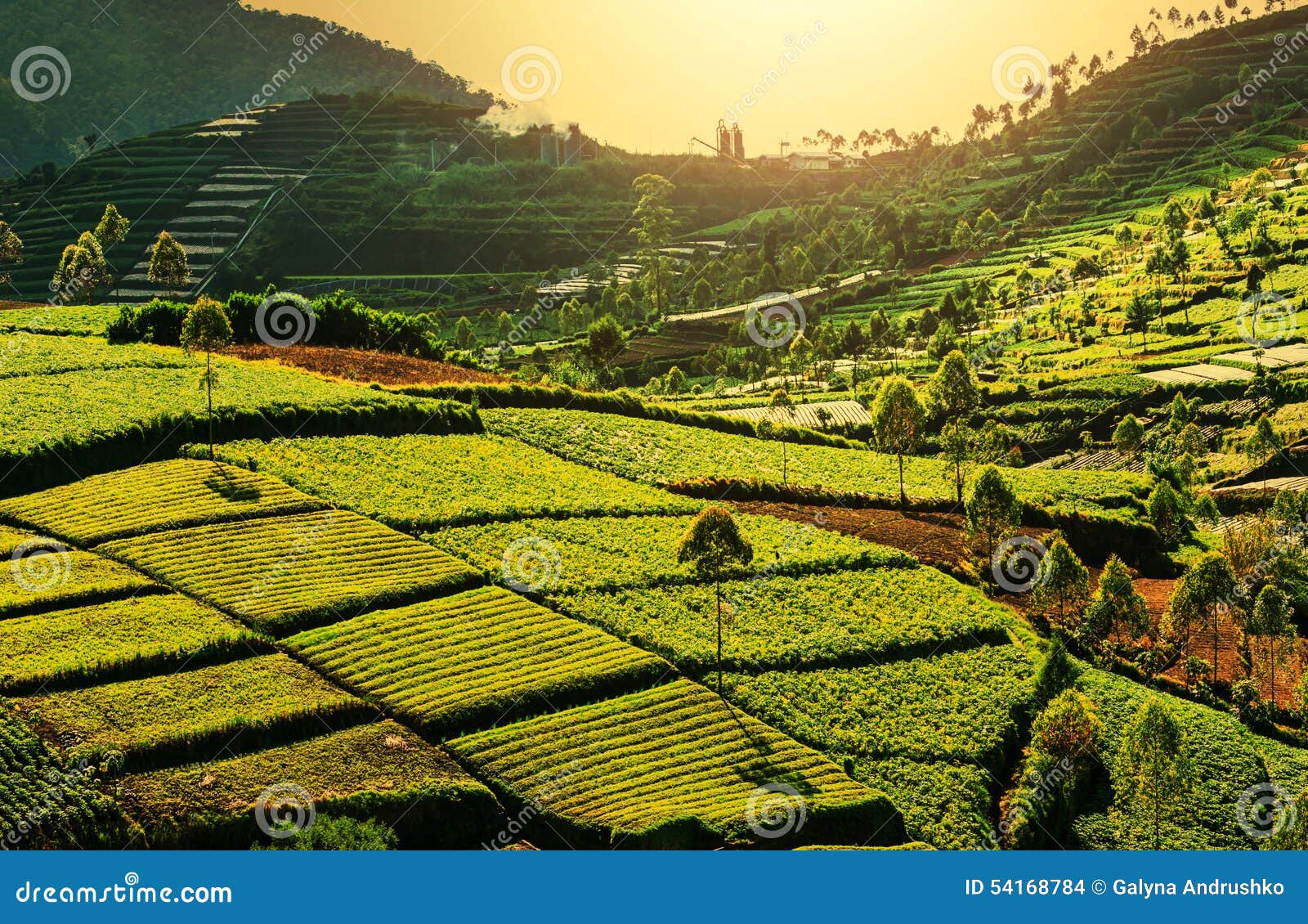 Field in Indonesia stock photo. Image of plant, field - 54168784