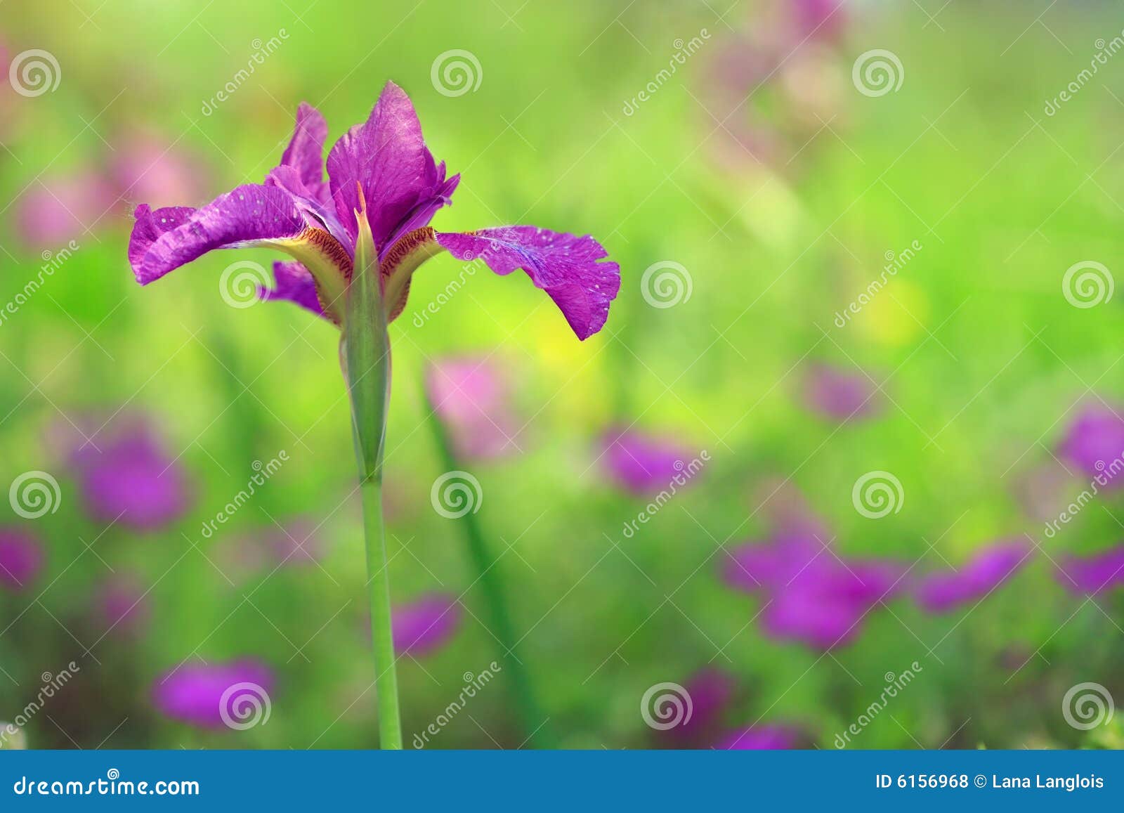 Field of iris flowers stock photo. Image of colorful, floral - 6156968