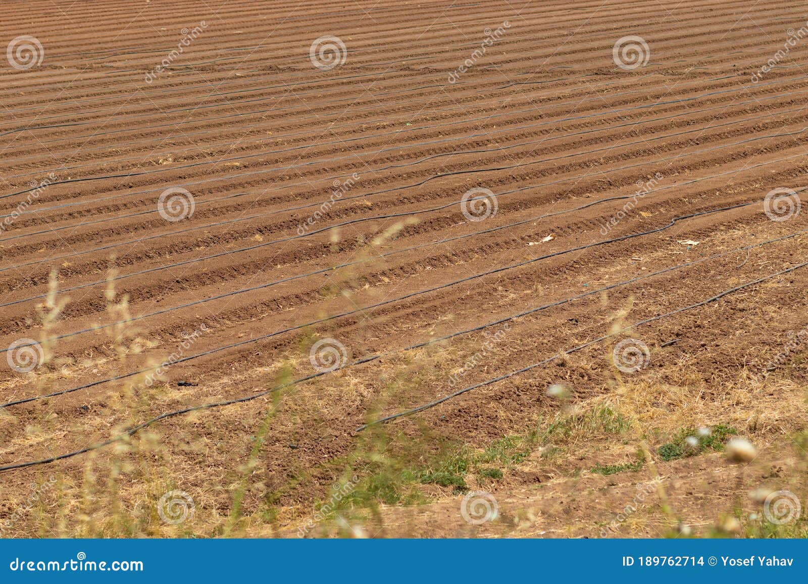 A Field Irrigated by the Drip Method Stock Photo - Image of earth, farm ...