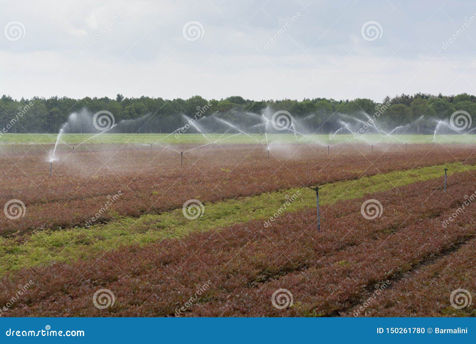 Field Irrigation System with Sprinklers in Work Stock Photo - Image of ...