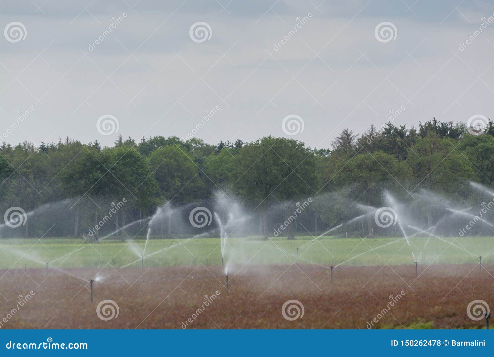 Field Irrigation System with Sprinklers in Work Stock Photo - Image of ...