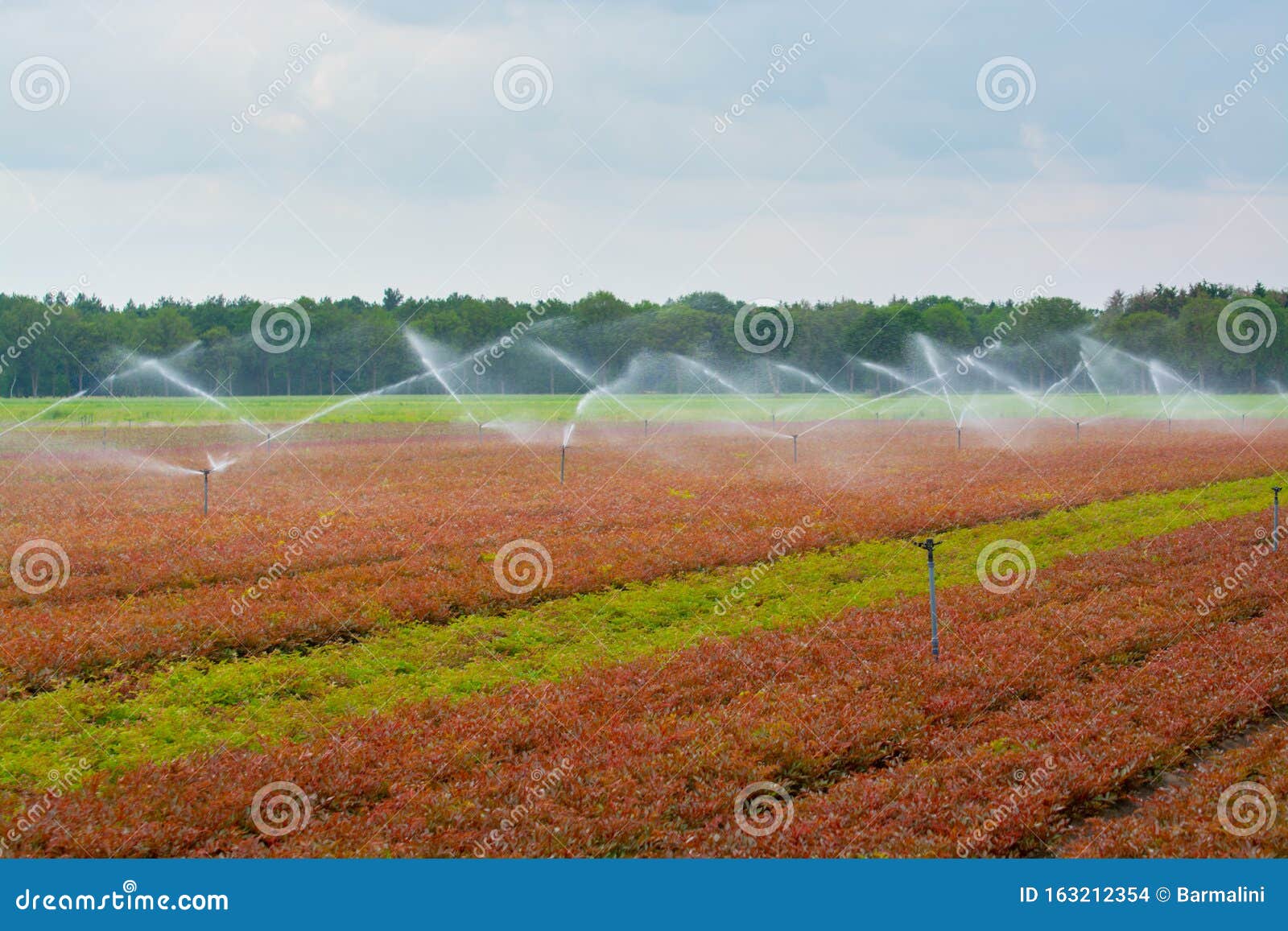 Field Irrigation System with Sprinklers in Work Stock Photo - Image of ...