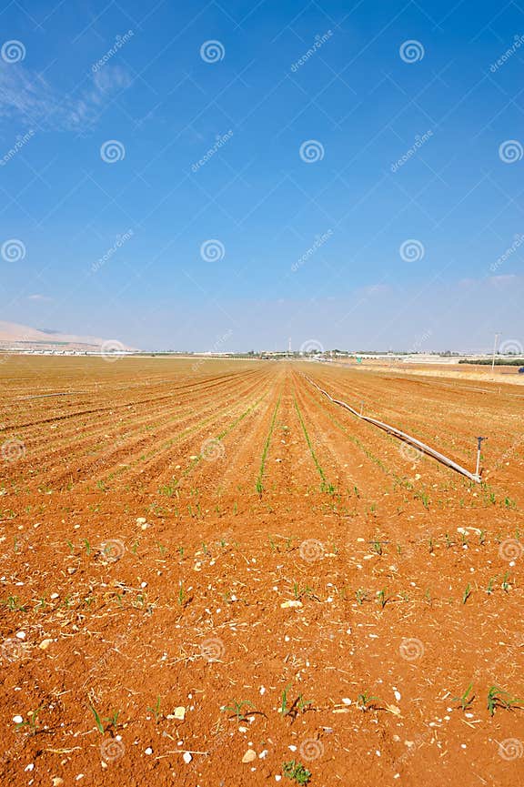 Field in Israel stock image. Image of agronomy, agriculture - 27378485