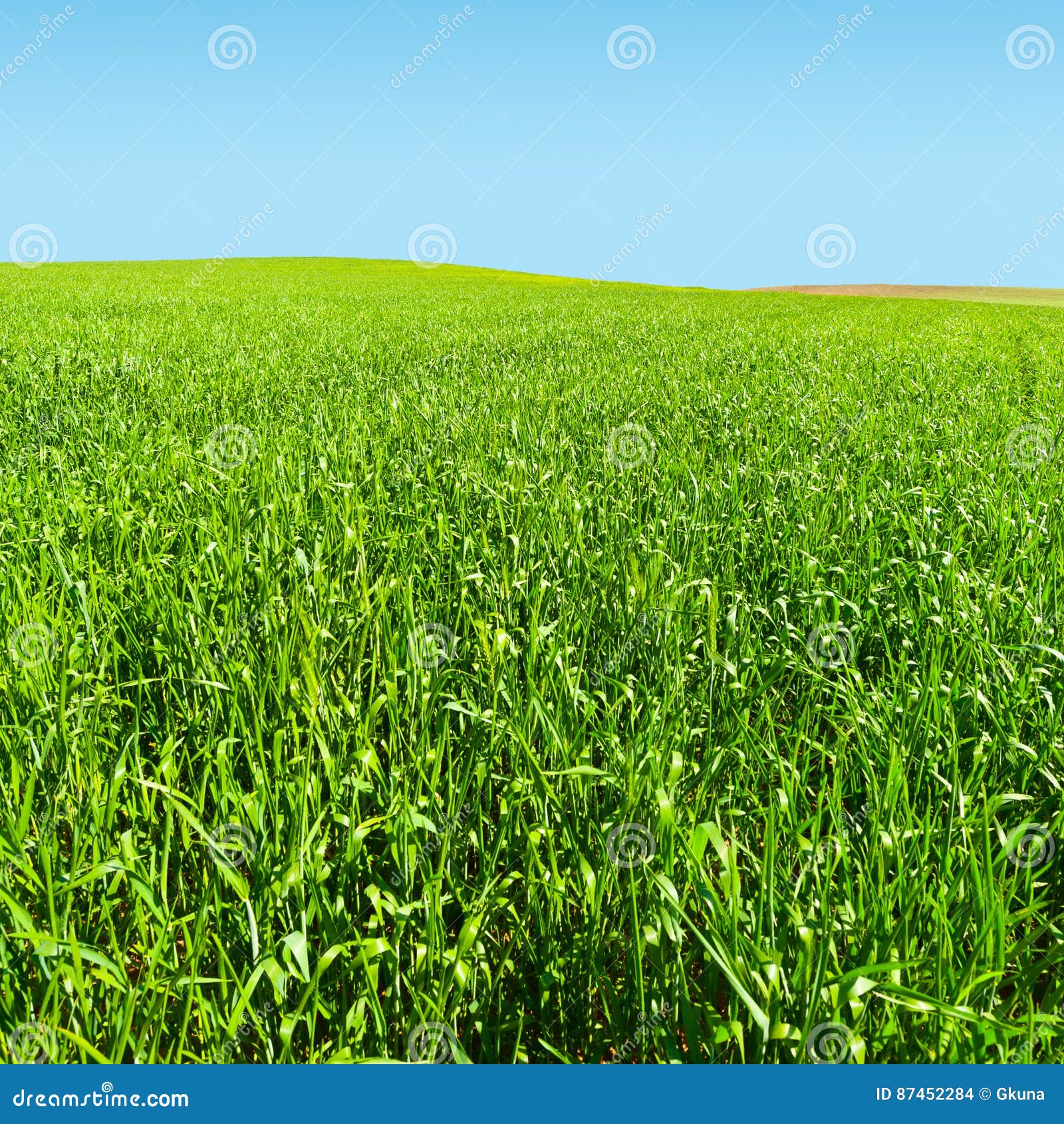 Field in Israel stock photo. Image of lawn, asia, east - 87452284