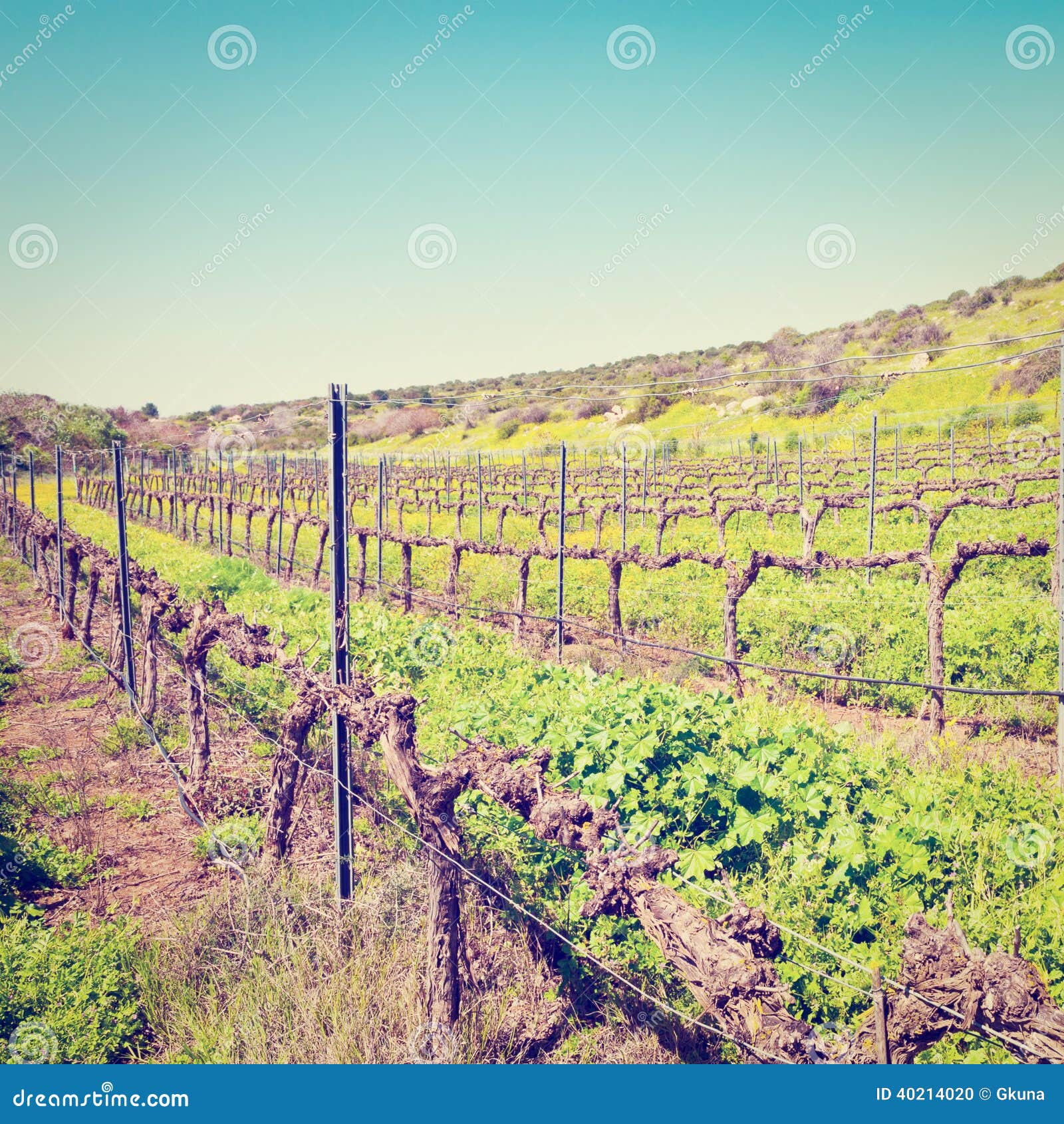 Field in Israel stock photo. Image of grass, effect, farming - 40214020