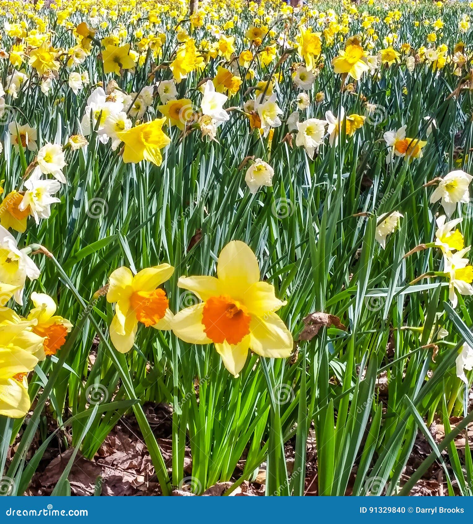 Field of Jonquils stock photo. Image of blooming, garden - 91329840
