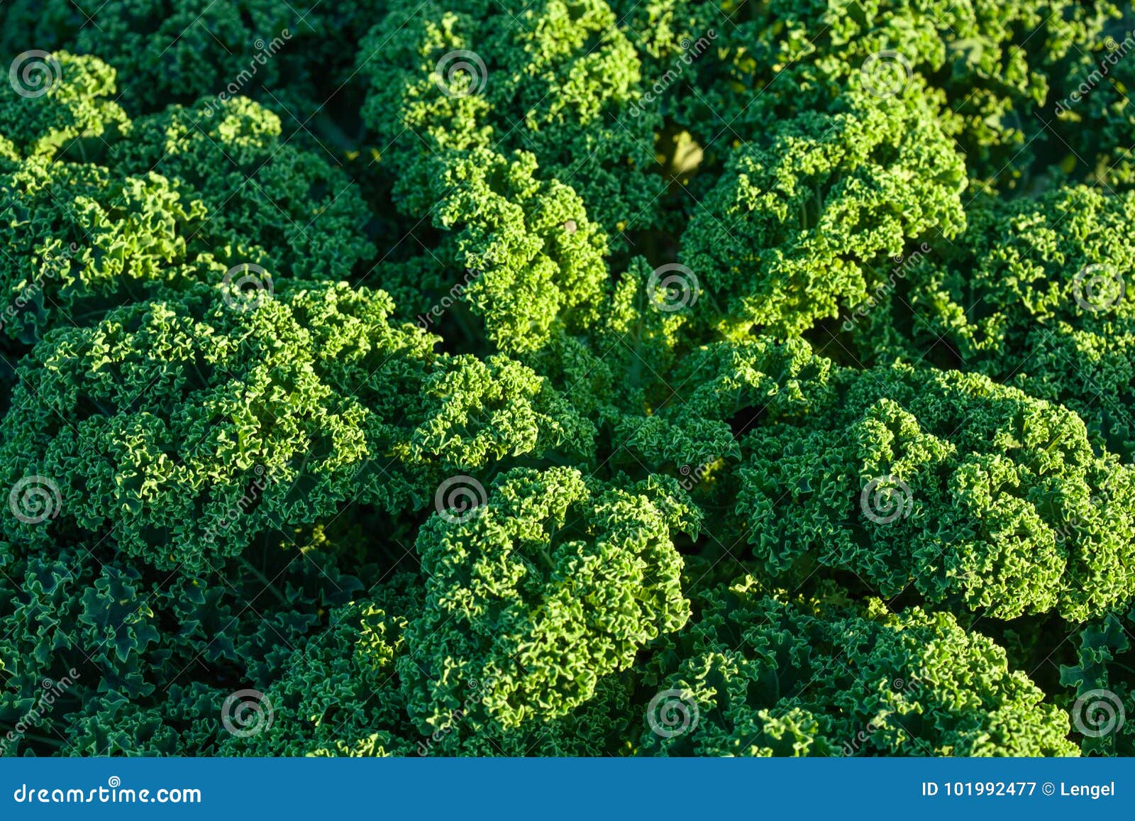Field of Kale. stock image. Image of color, plant, vegetable - 101992477
