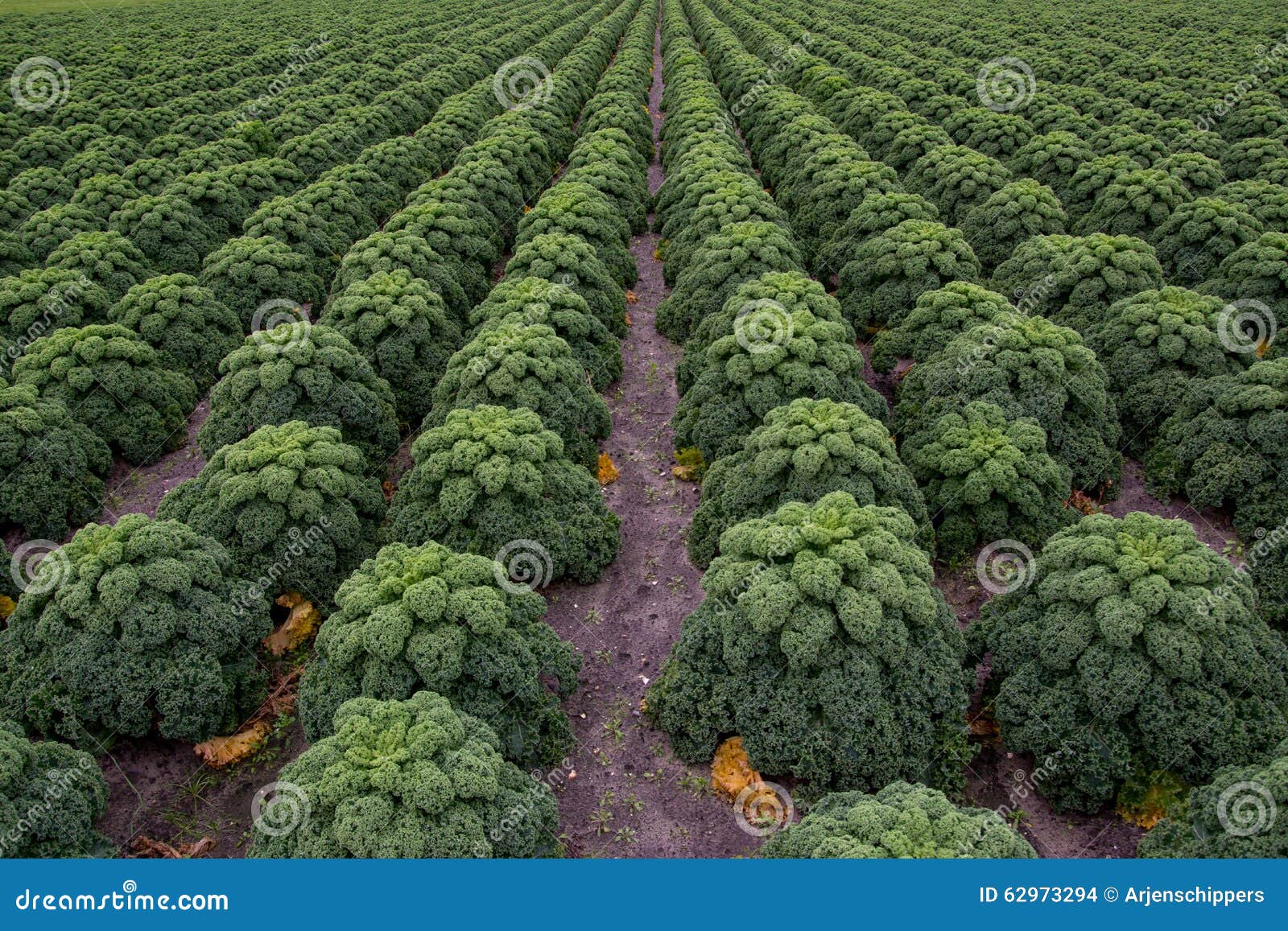 Field of Kale or Farmers Cabbage Stock Photo - Image of brassica, fiber ...