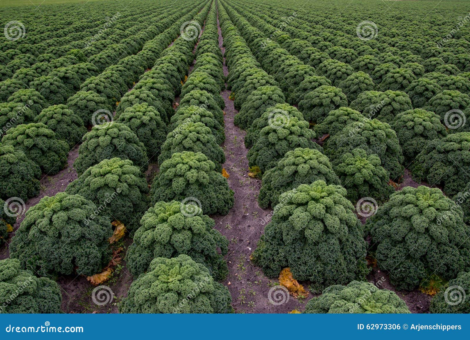Field of Kale or Farmers Cabbage Stock Photo - Image of vegan, eating ...