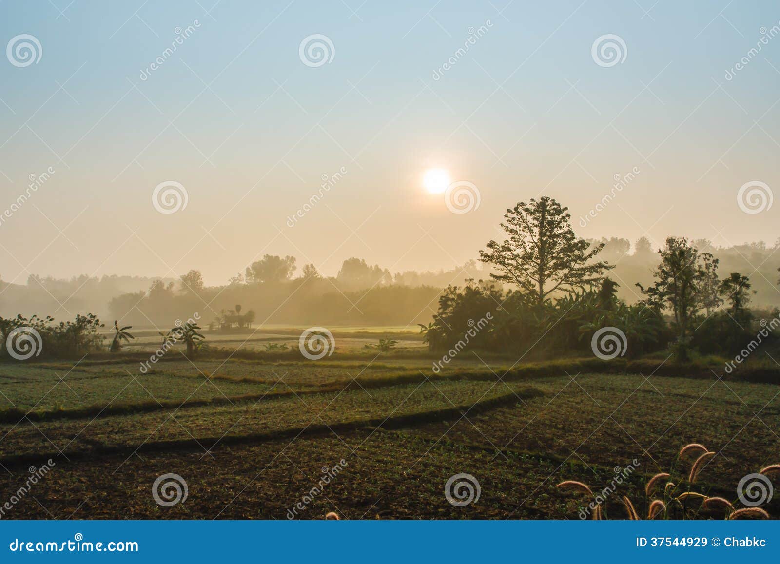 Field Landscape with Morning Sunrise. Stock Image - Image of grow ...