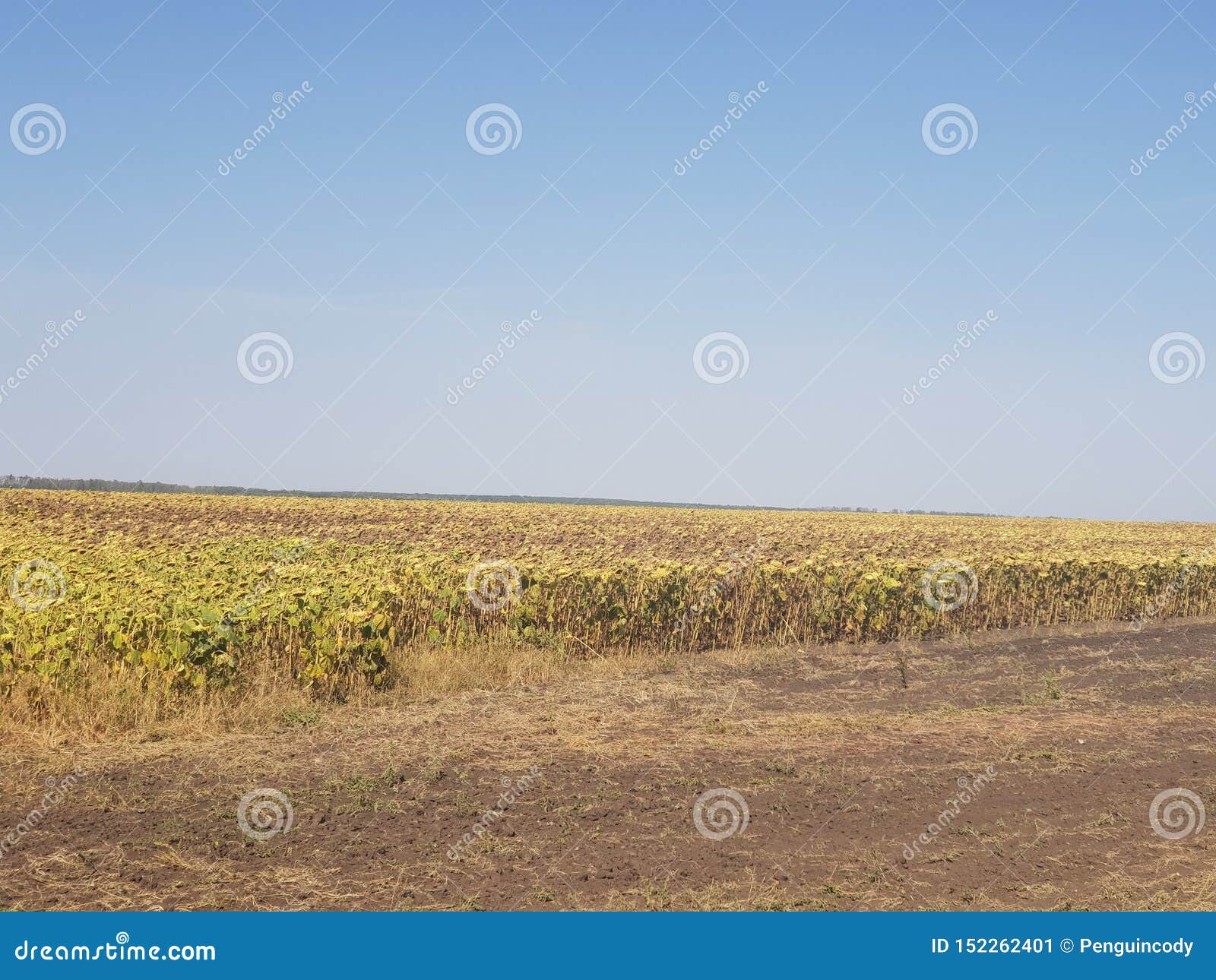Field landscape in Russia stock image. Image of field - 152262401