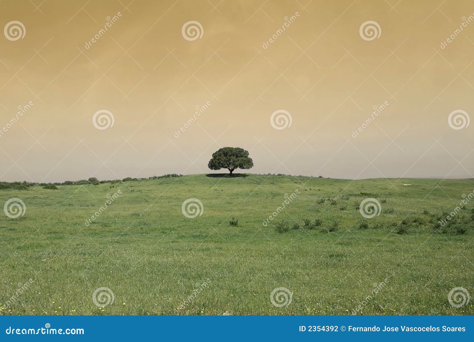 Field Landscape with a Tree Stock Photo - Image of beautiful, landscape ...