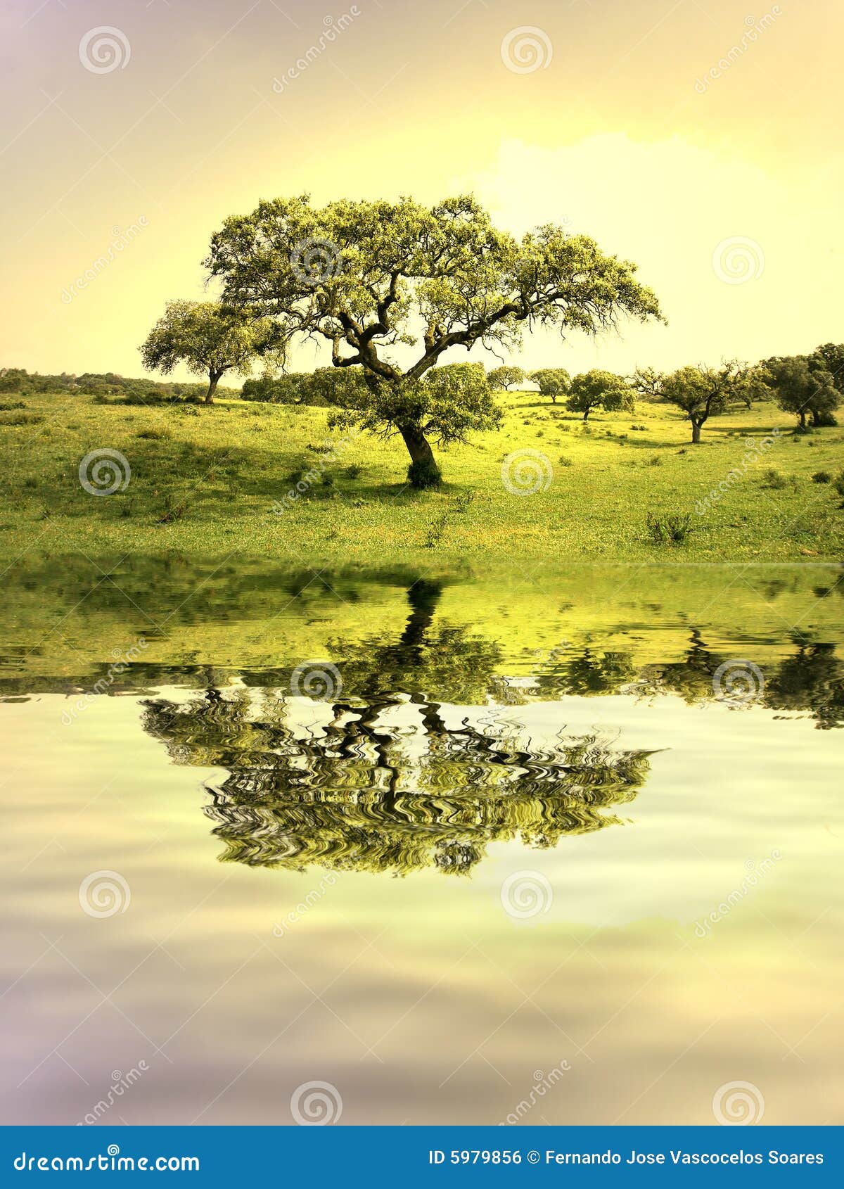 Field landscape with trees stock photo. Image of horizon - 5979856