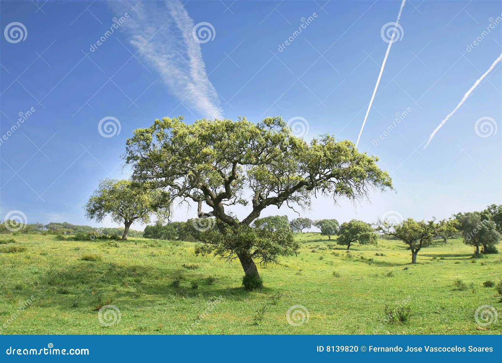Field landscape with trees stock photo. Image of background - 8139820