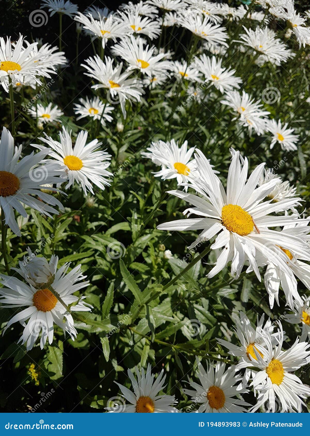 Field of Large White Daisies Stock Image - Image of grass, petal: 194893983