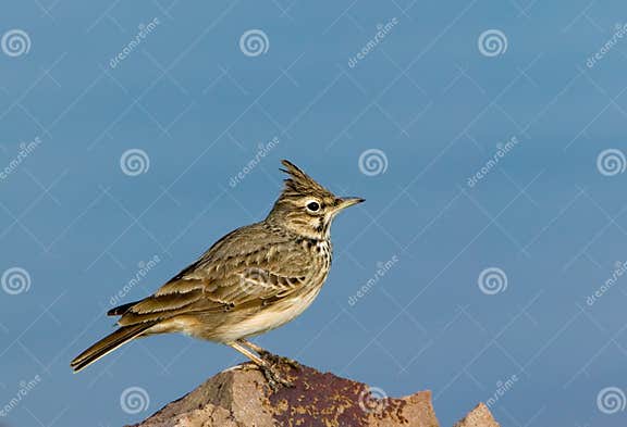 Field-lark stock image. Image of lark, songster, life - 1738737