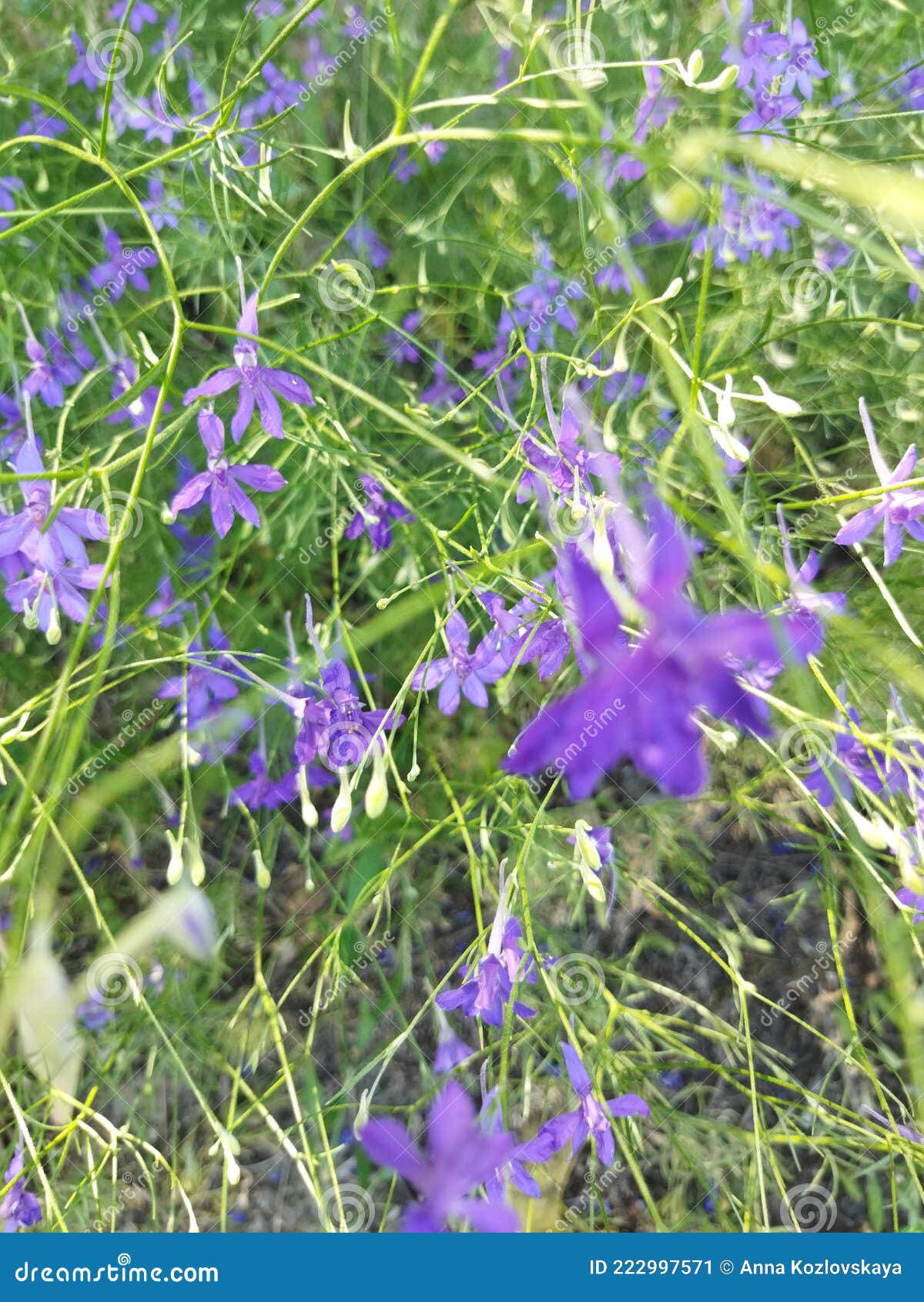A field larkspur stock image. Image of violet, flowers - 222997571