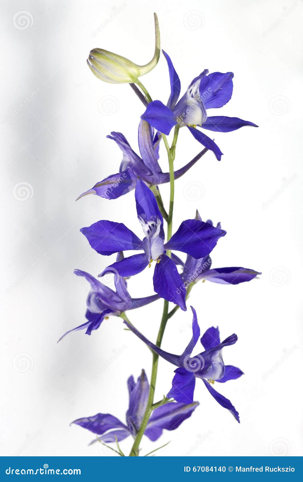 Field Larkspur; Consolida; Ajacis; Stock Photo - Image of neutral, wild ...
