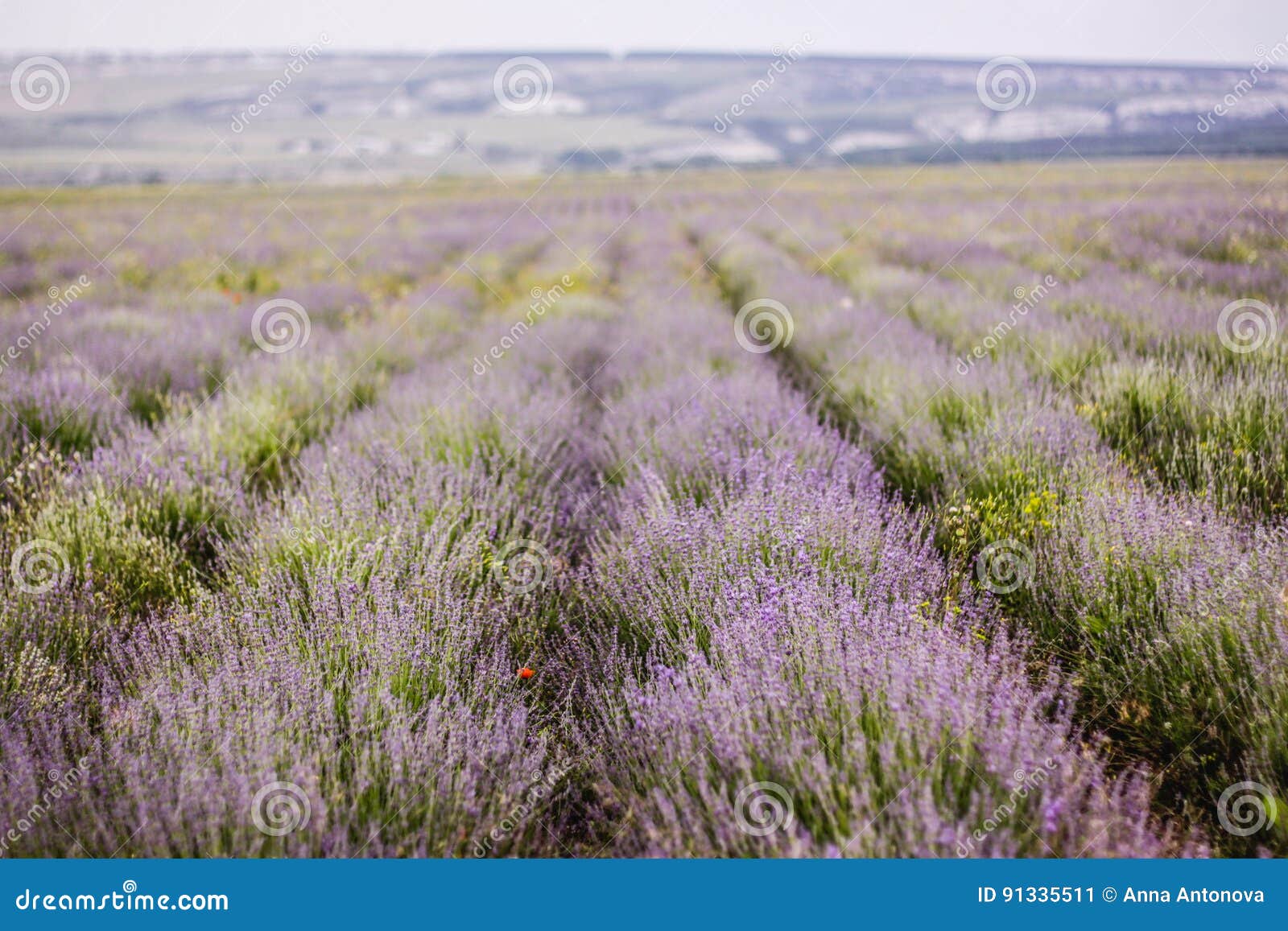 Field of lavander stock image. Image of hills, plants - 91335511