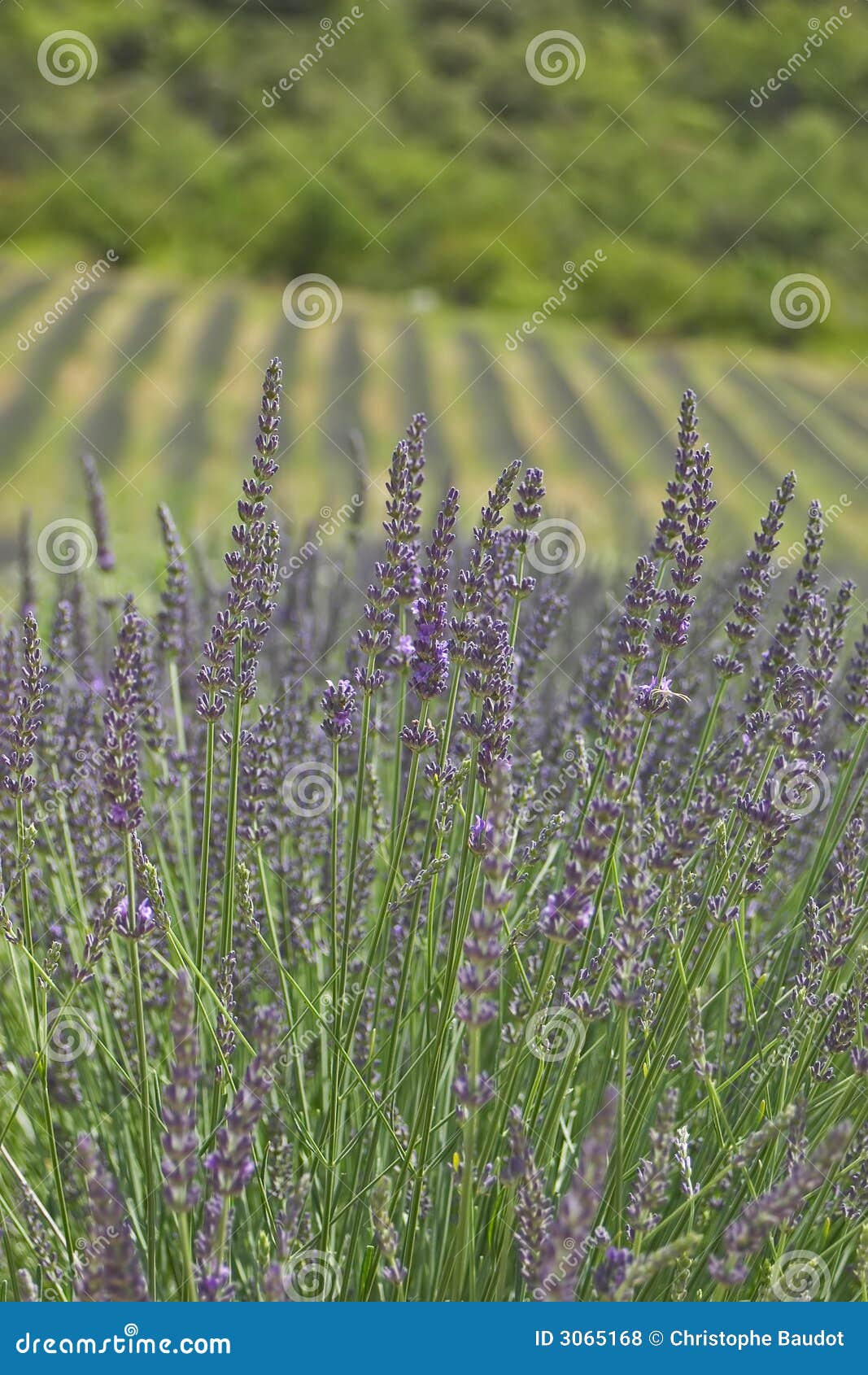 Field of lavender stock photo. Image of alignment, nature - 3065168