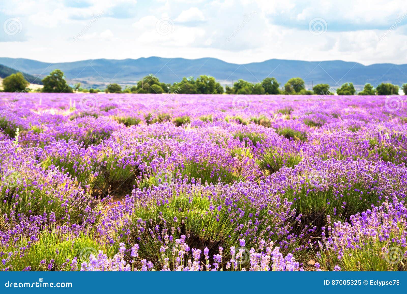 Field of lavender stock image. Image of cosmetic, agriculture - 87005325