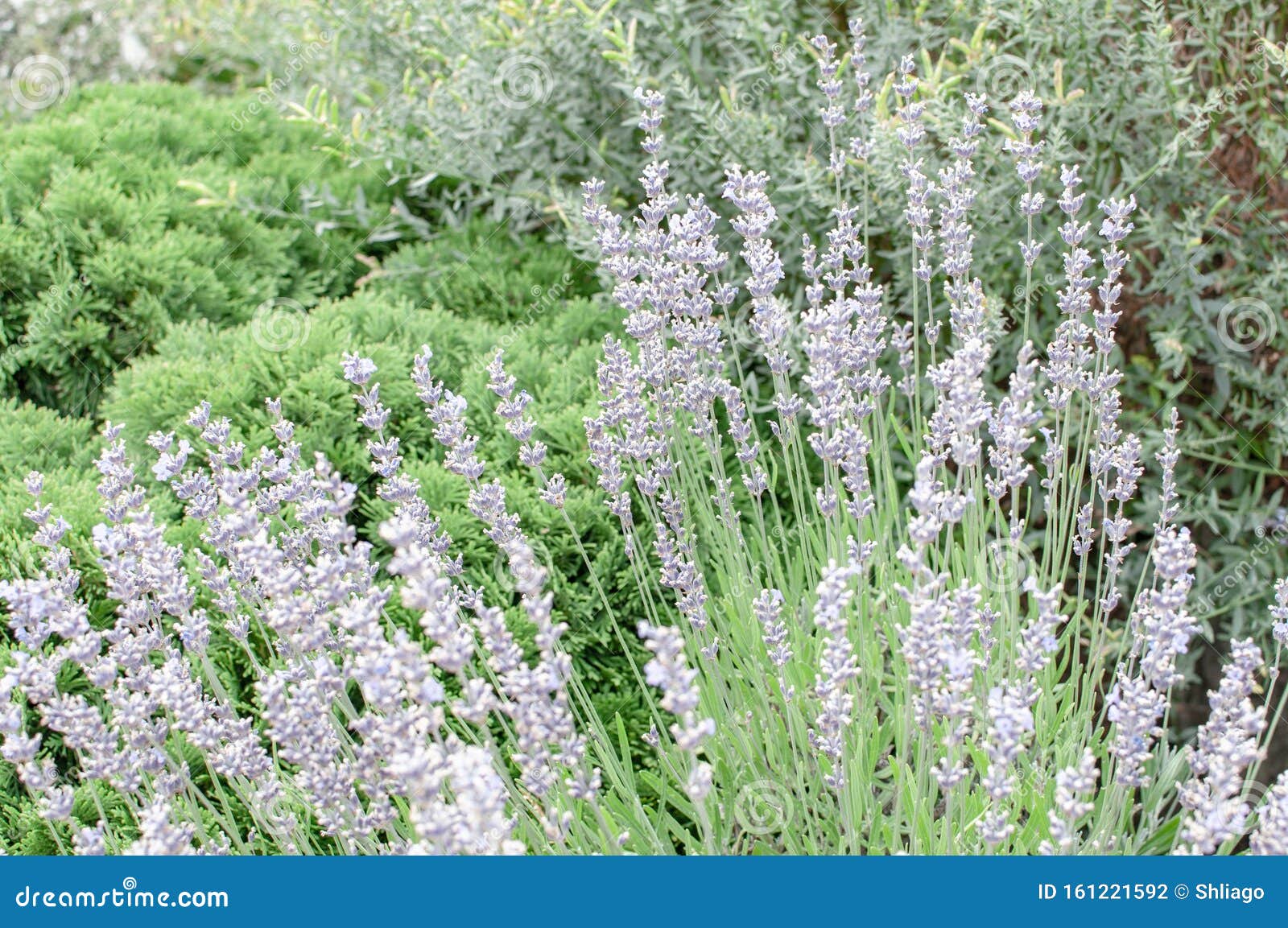 Field of Lavender, Lavandula Angustifolia, Lavandula Officinalis Stock ...