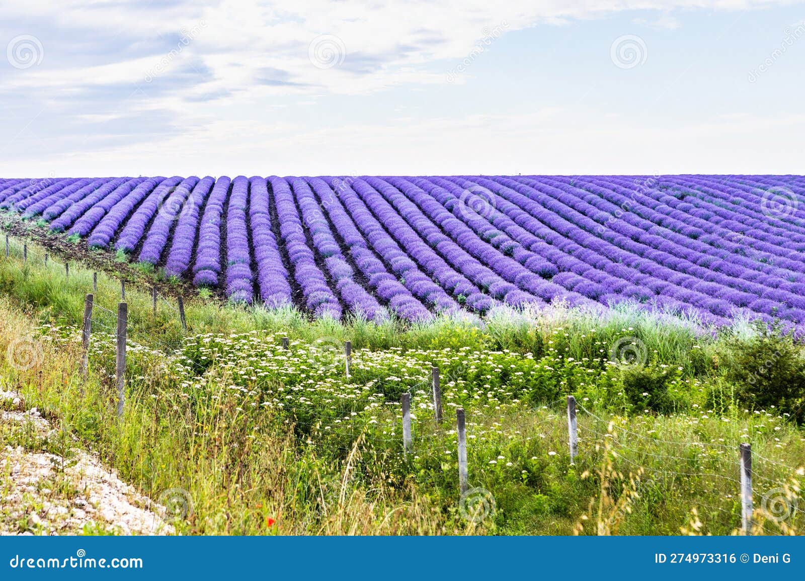 Field of Lavender Stretching To the Horizon Stock Photo - Image of herb ...