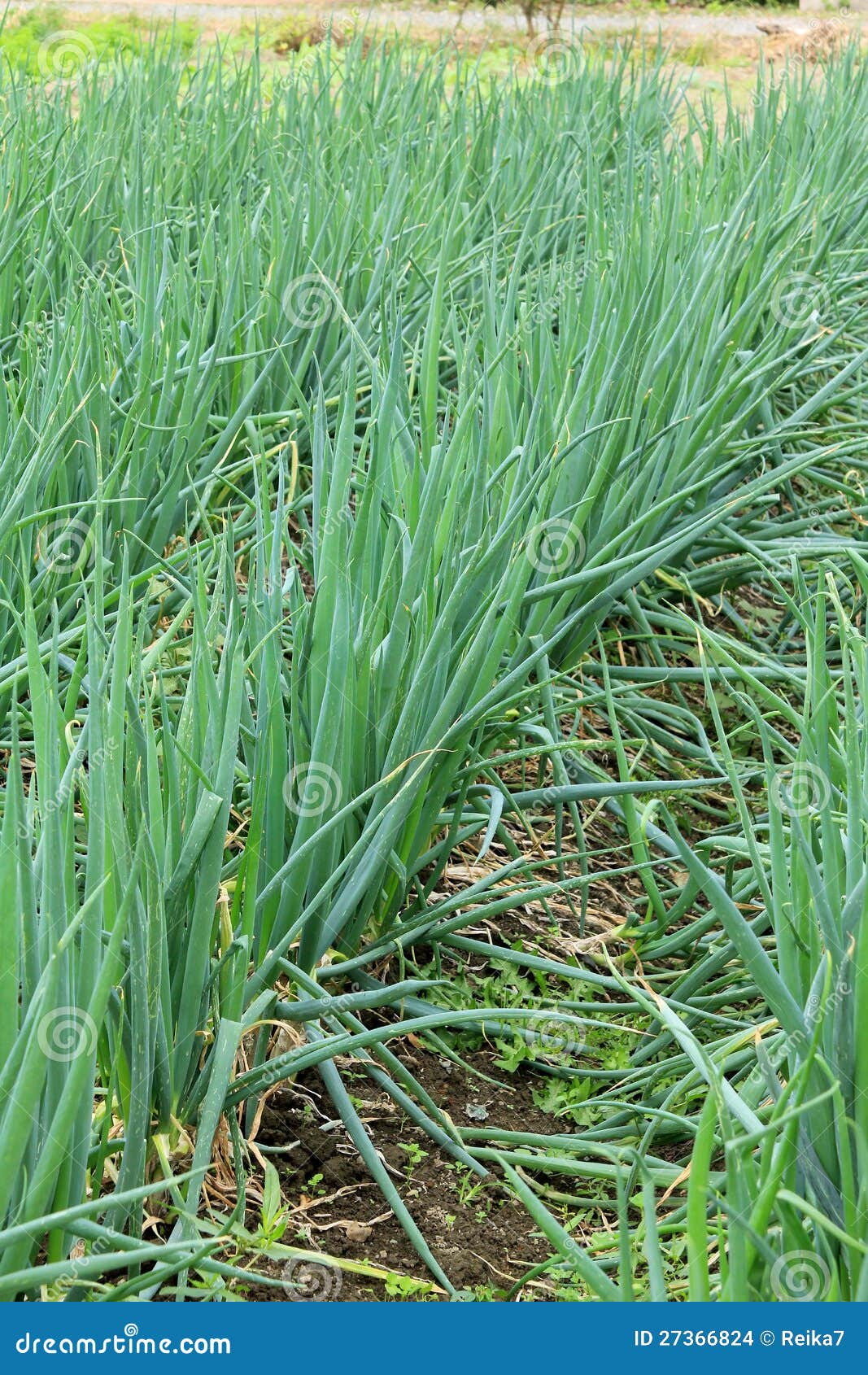 Field of the leek stock photo. Image of vegetables, crop - 27366824
