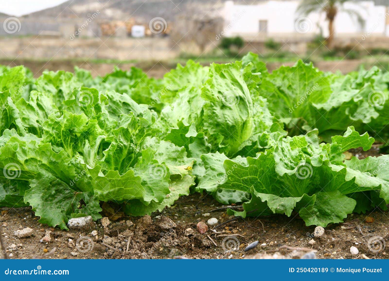 A field of lettuce crops stock image. Image of crops - 250420189