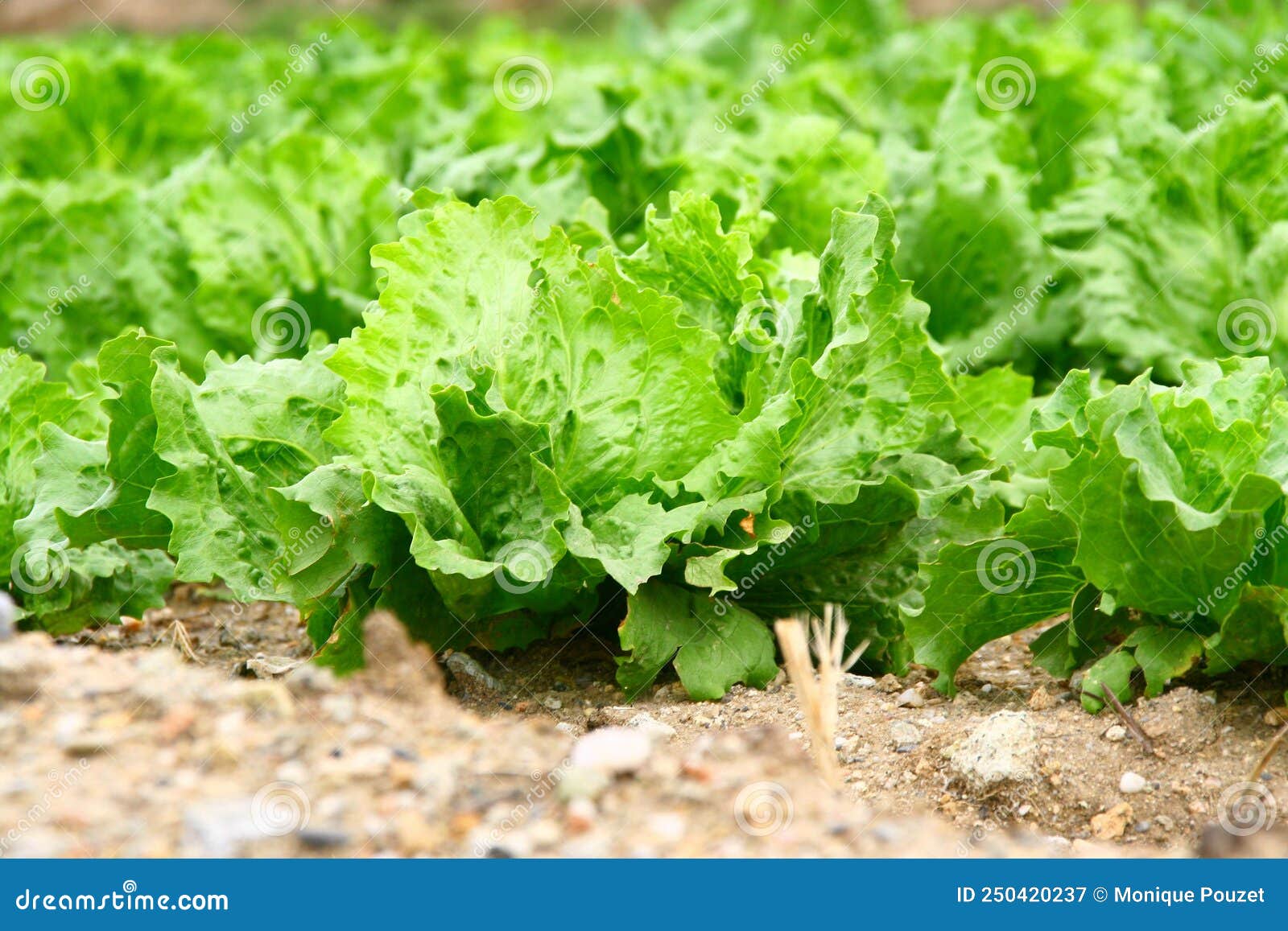 A field of lettuce crops stock image. Image of salad - 250420237