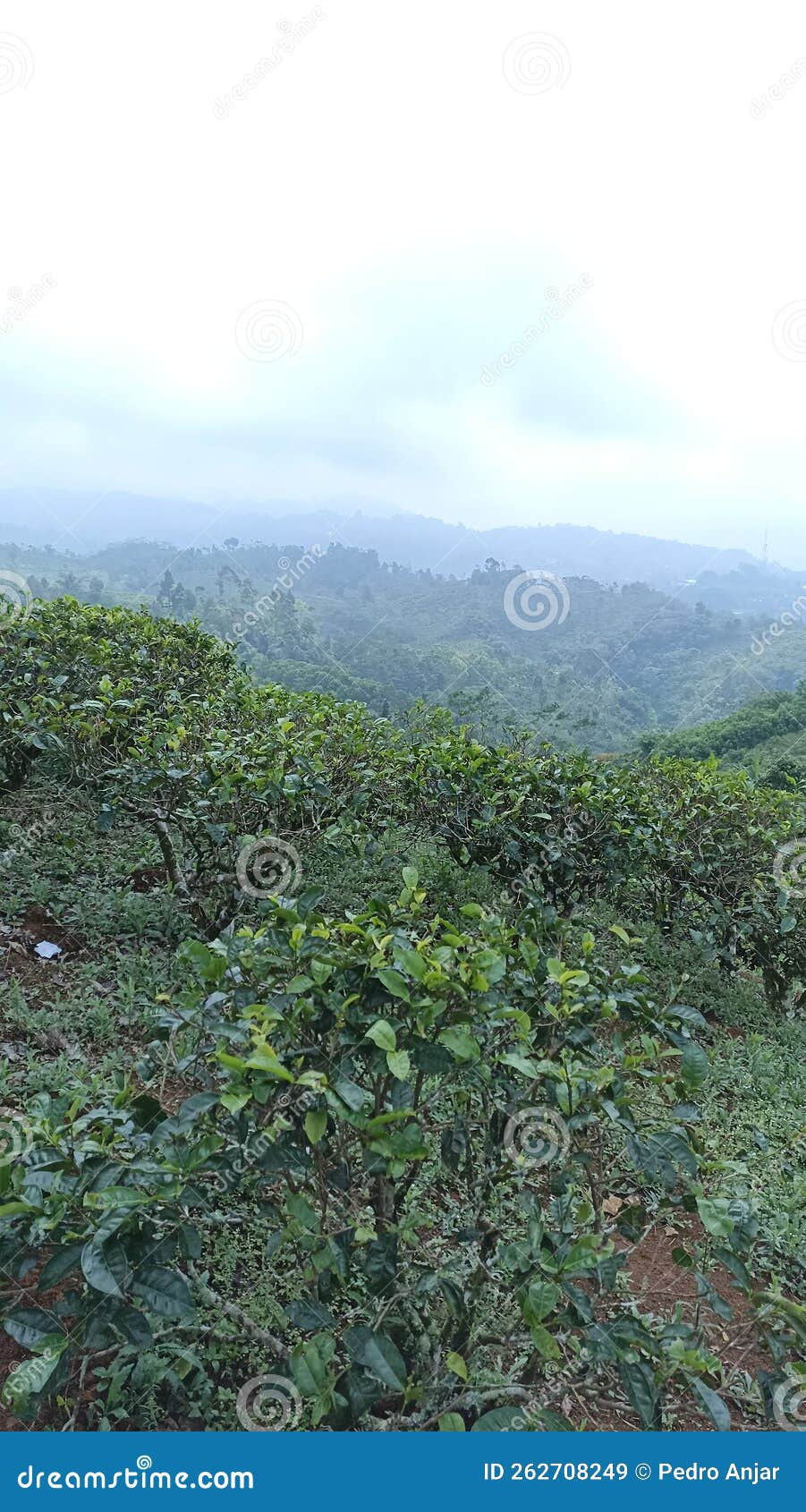 Field Like in Sky this so Cold Place but so Freshly Stock Image - Image ...