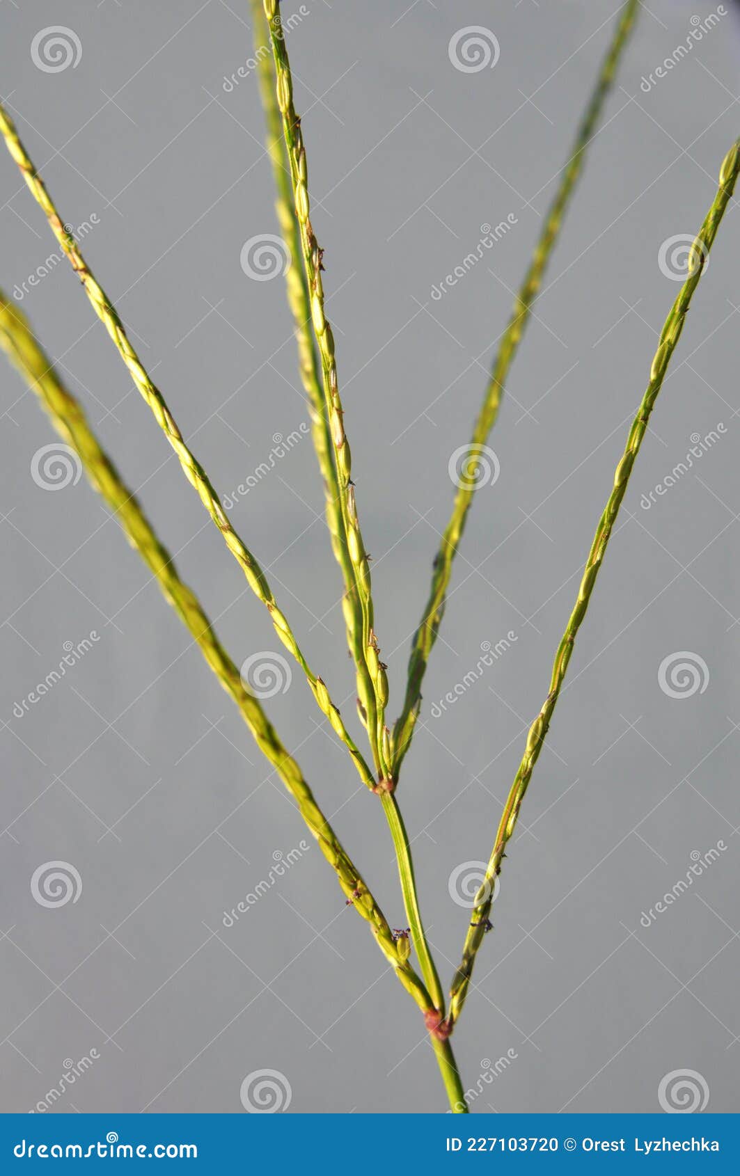 In the Field, Like a Weed, Grows Digitaria Sanguinalis Stock Photo ...
