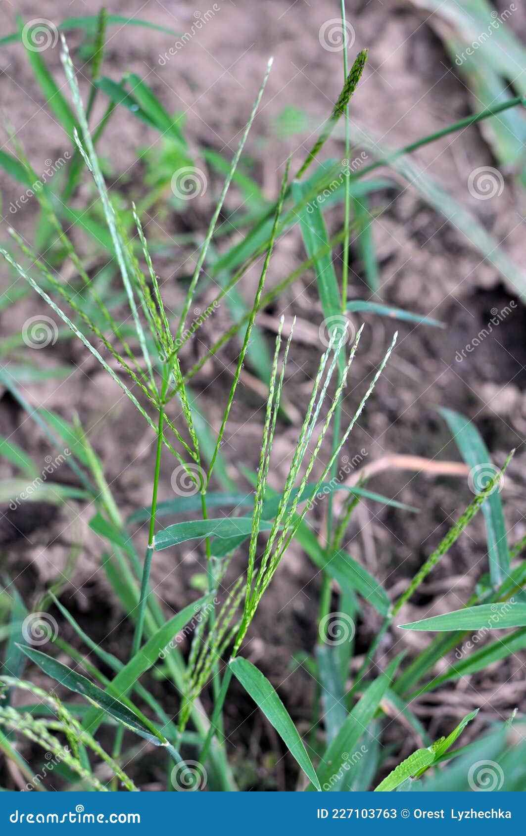 In the Field, Like a Weed, Grows Digitaria Sanguinalis Stock Image ...