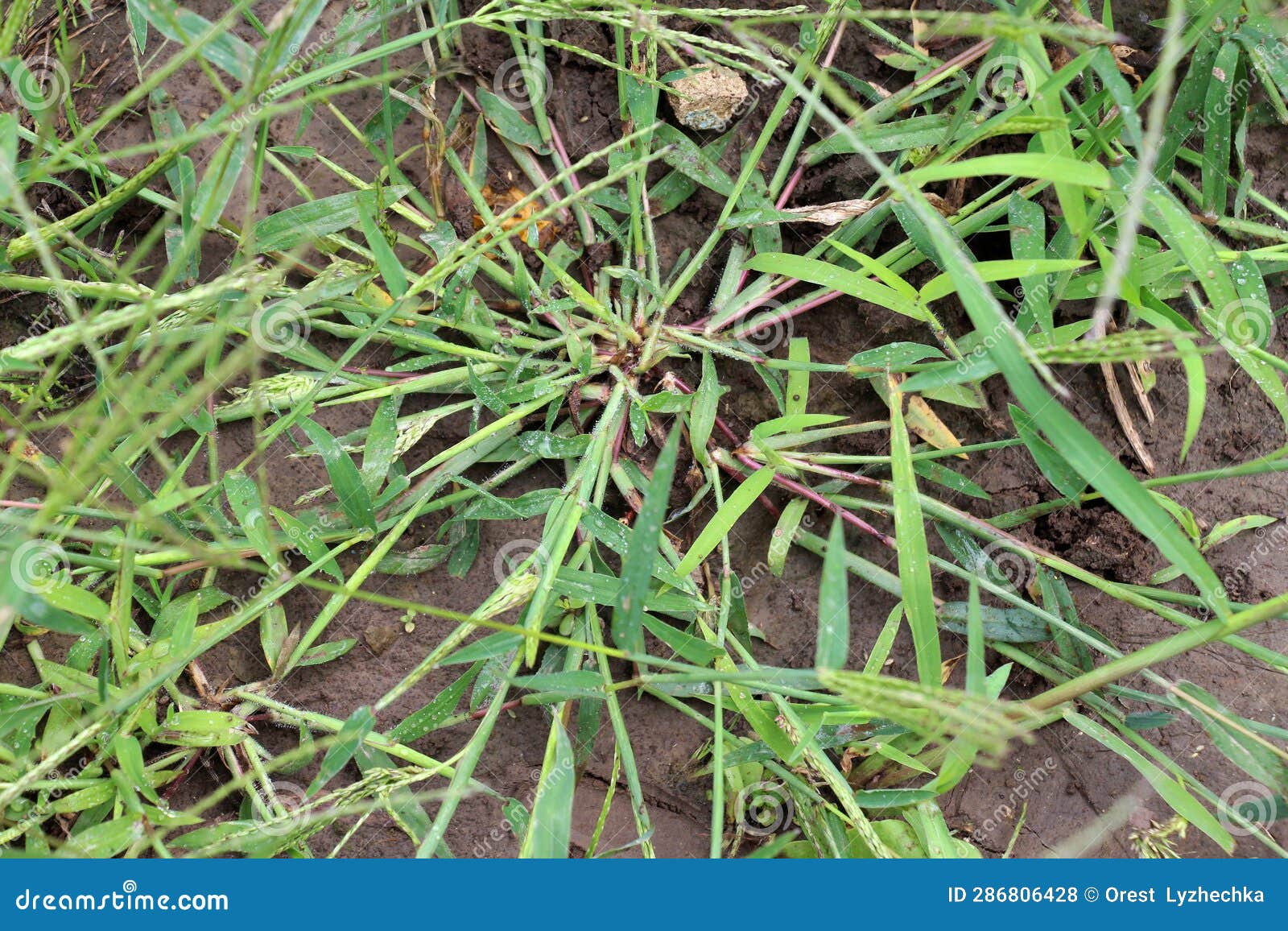 In the Field, Like a Weed, Grows Digitaria Sanguinalis Stock Photo ...