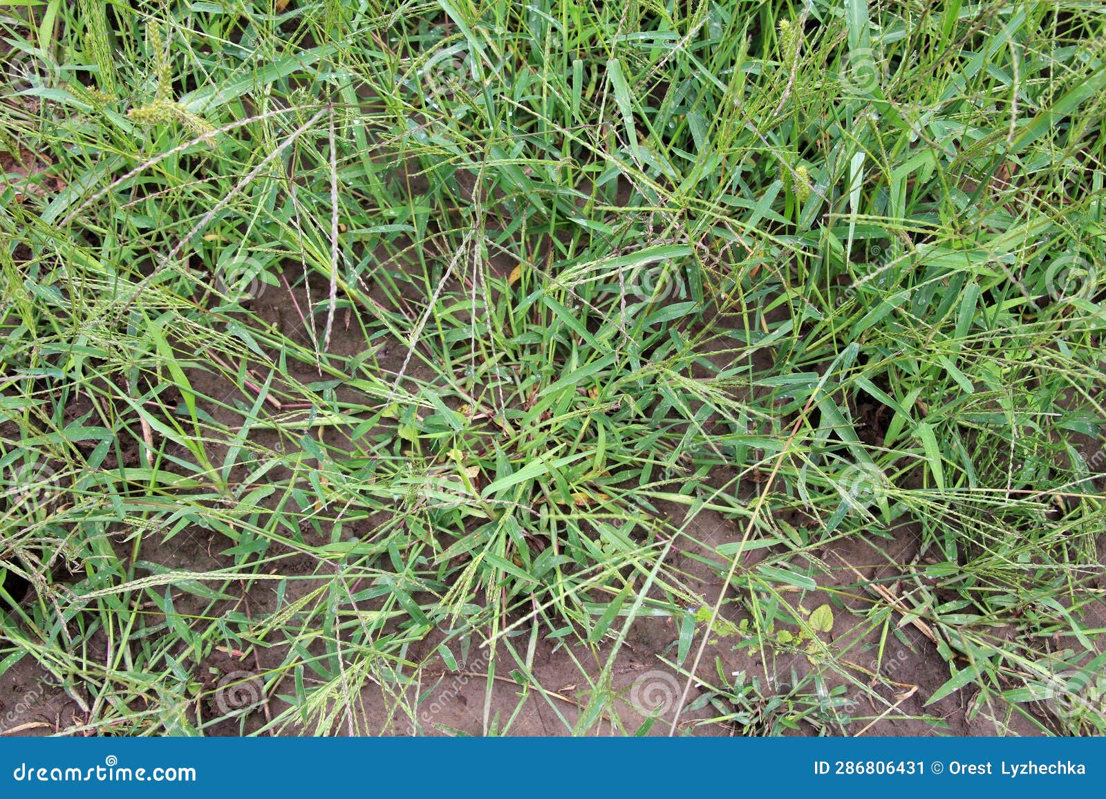 In the Field, Like a Weed, Grows Digitaria Sanguinalis Stock Image ...