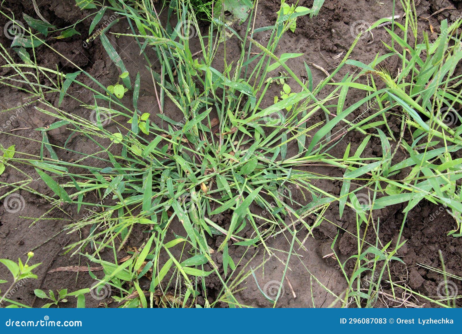 In the Field, Like a Weed, Grows Digitaria Sanguinalis Stock Image ...
