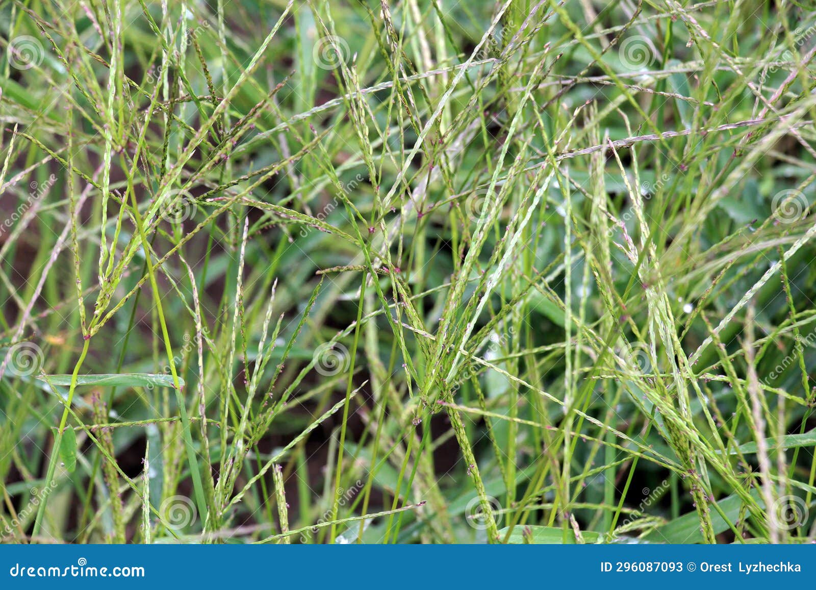 In the Field, Like a Weed, Grows Digitaria Sanguinalis Stock Image ...