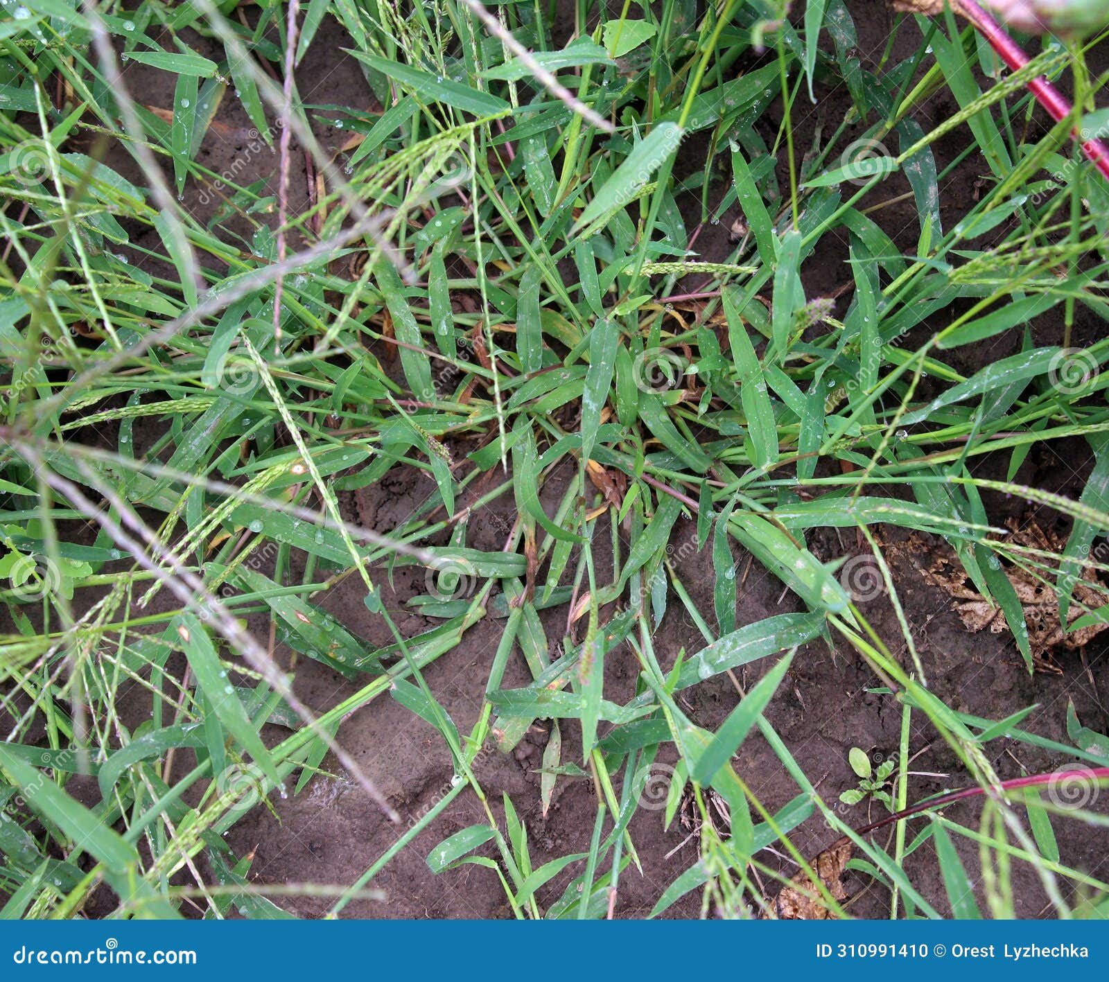 In the Field, Like a Weed, Grows Digitaria Sanguinalis Stock Photo ...